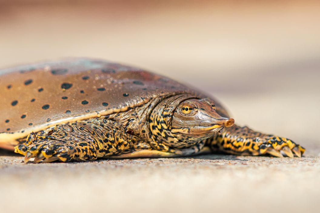 Ganges Softshell Turtle: Facts and Conservation Status
