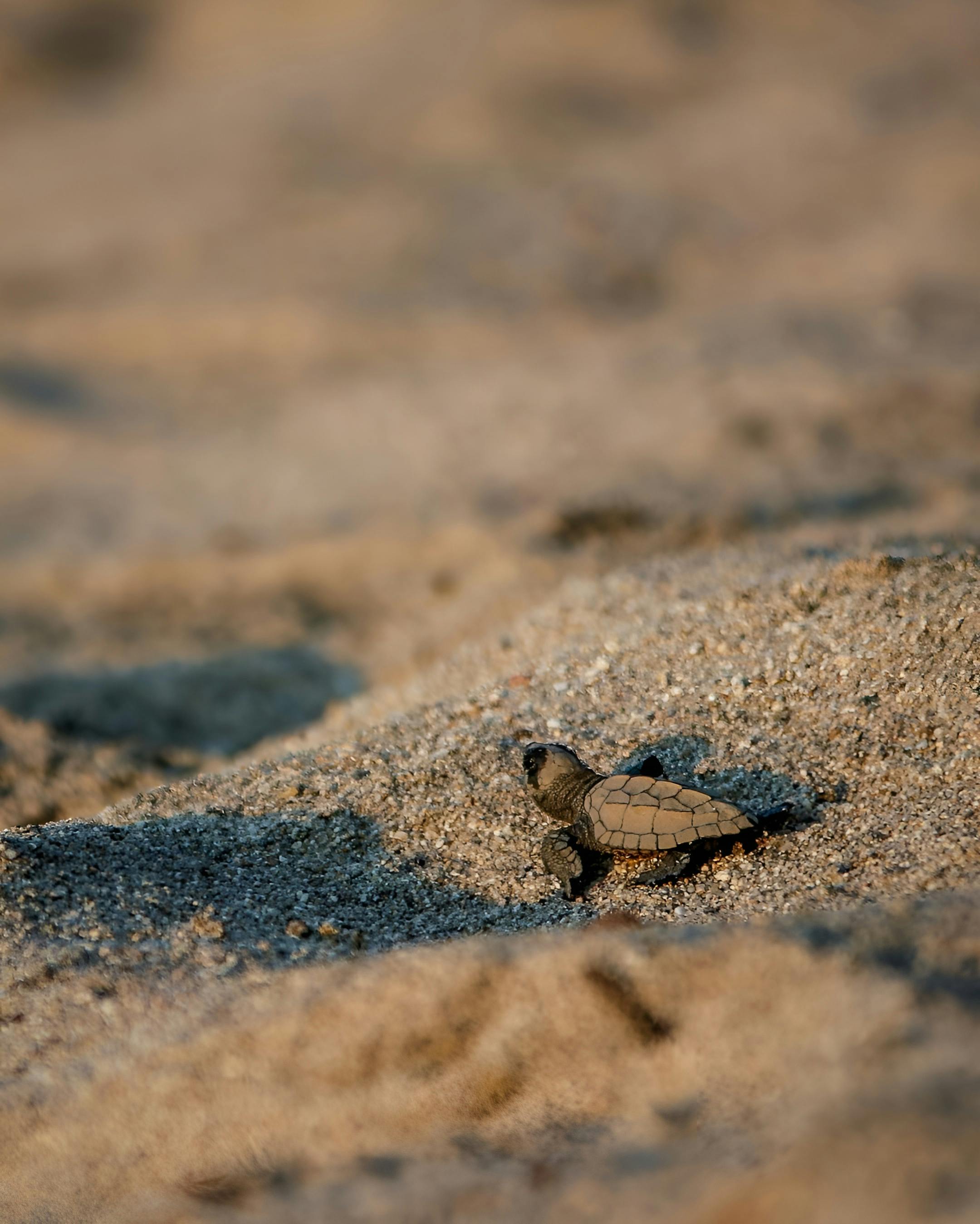 Turtle Hatchling on Sand · Free Stock Photo