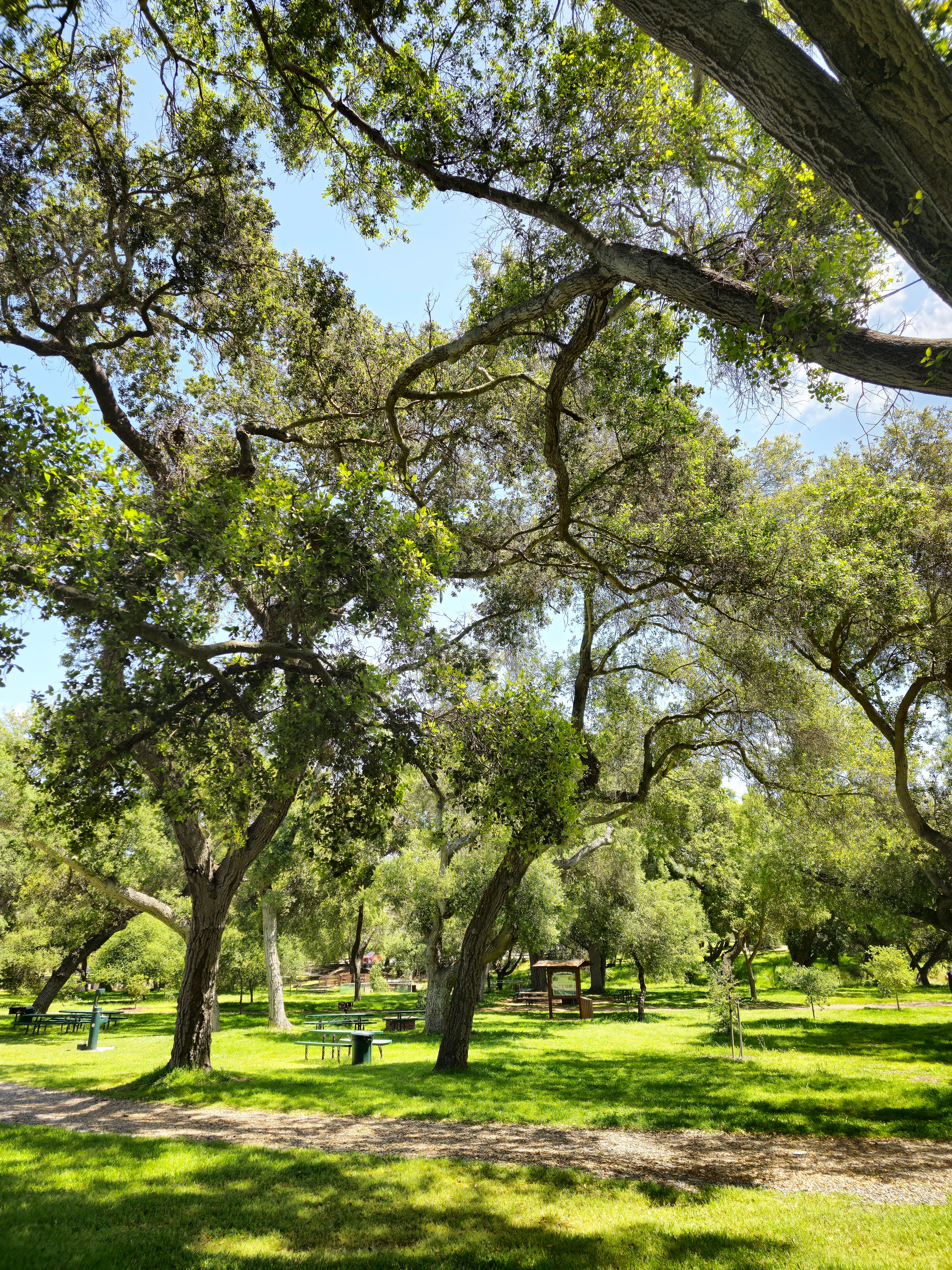Green Trees in Park · Free Stock Photo
