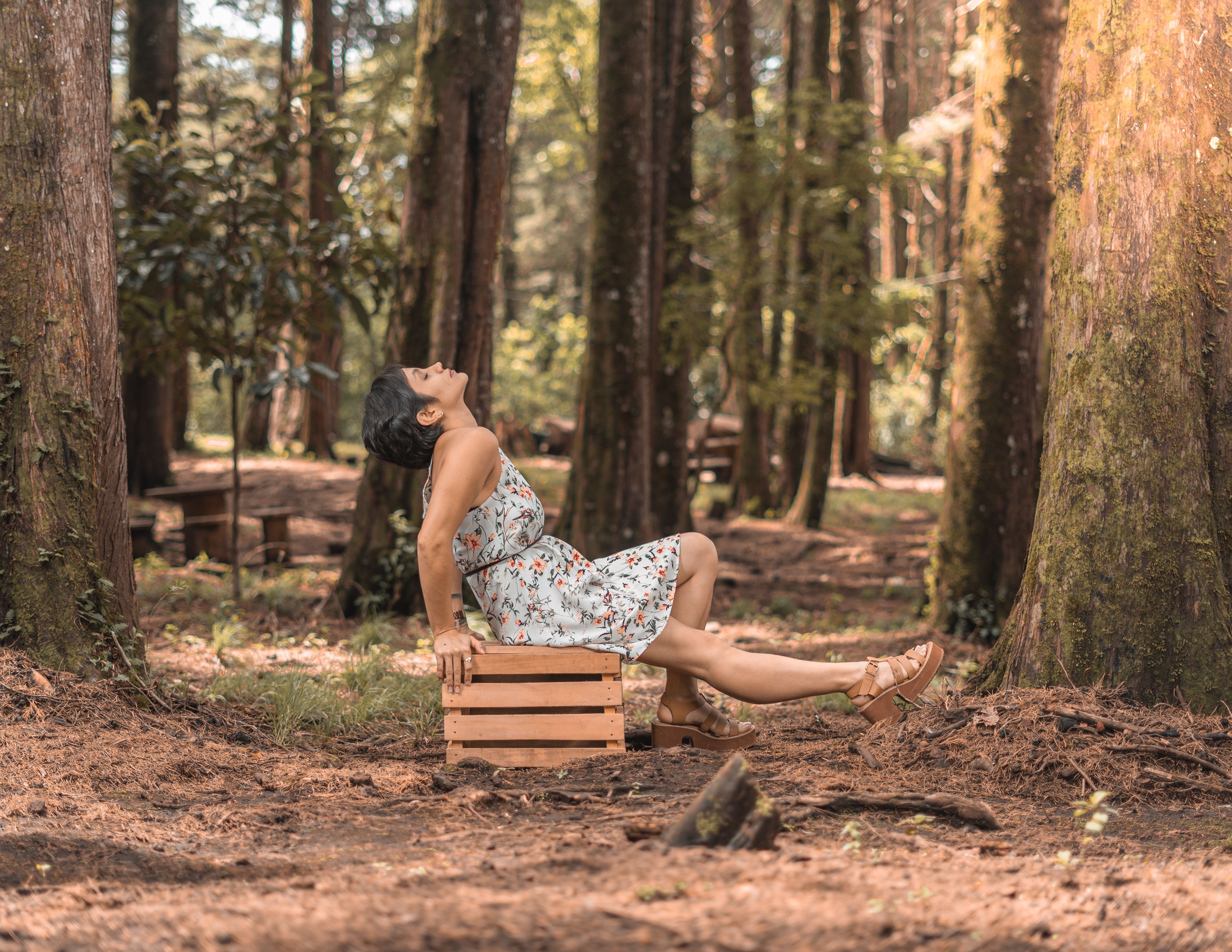 Back Portion Of Gil Sitting In Forest Photos, Download The BEST Free ...