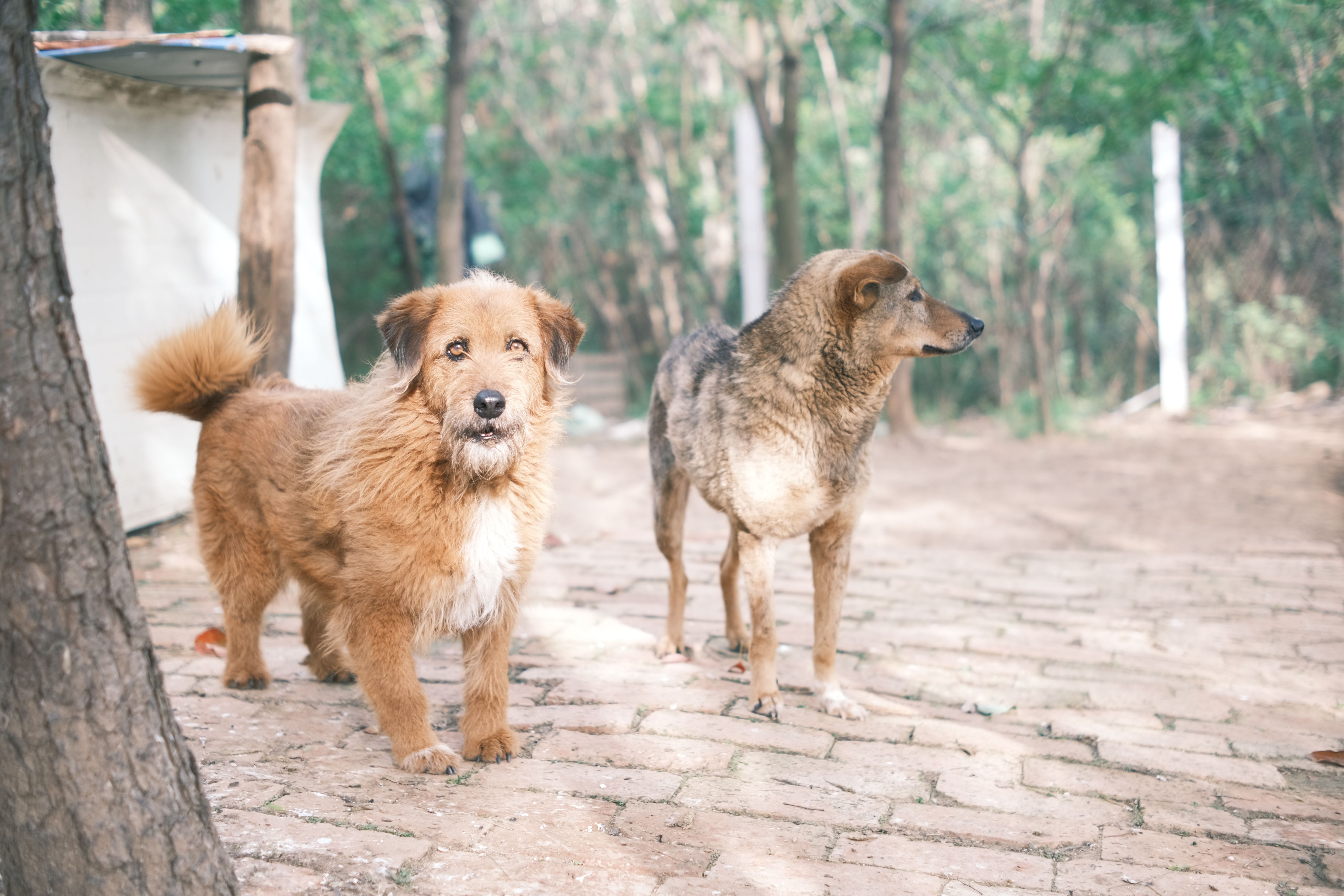 Dogs Cleaning Photos, Download The BEST Free Dogs Cleaning Stock Photos ...