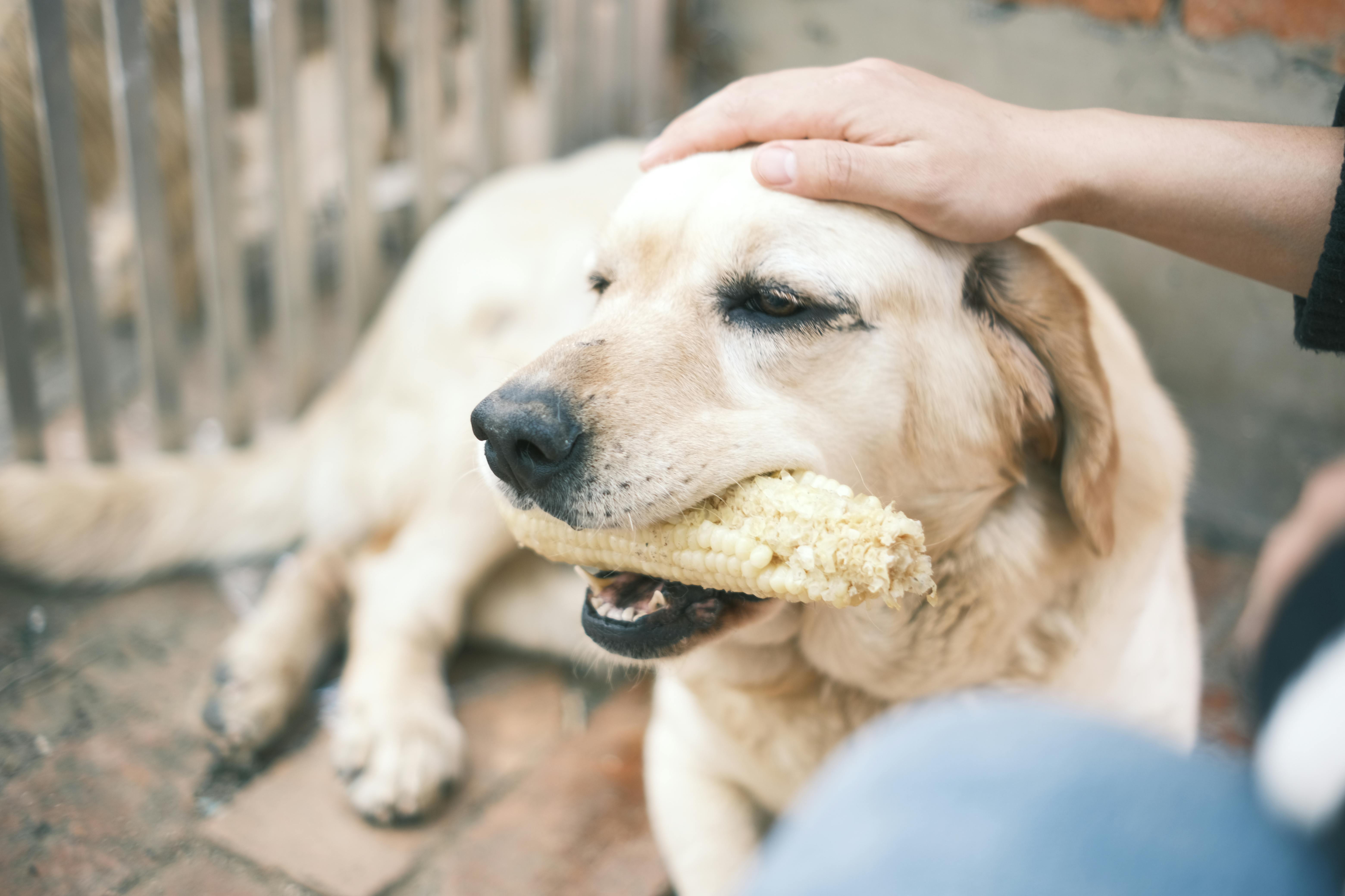 Labrador Retriever with Corn · Free Stock Photo