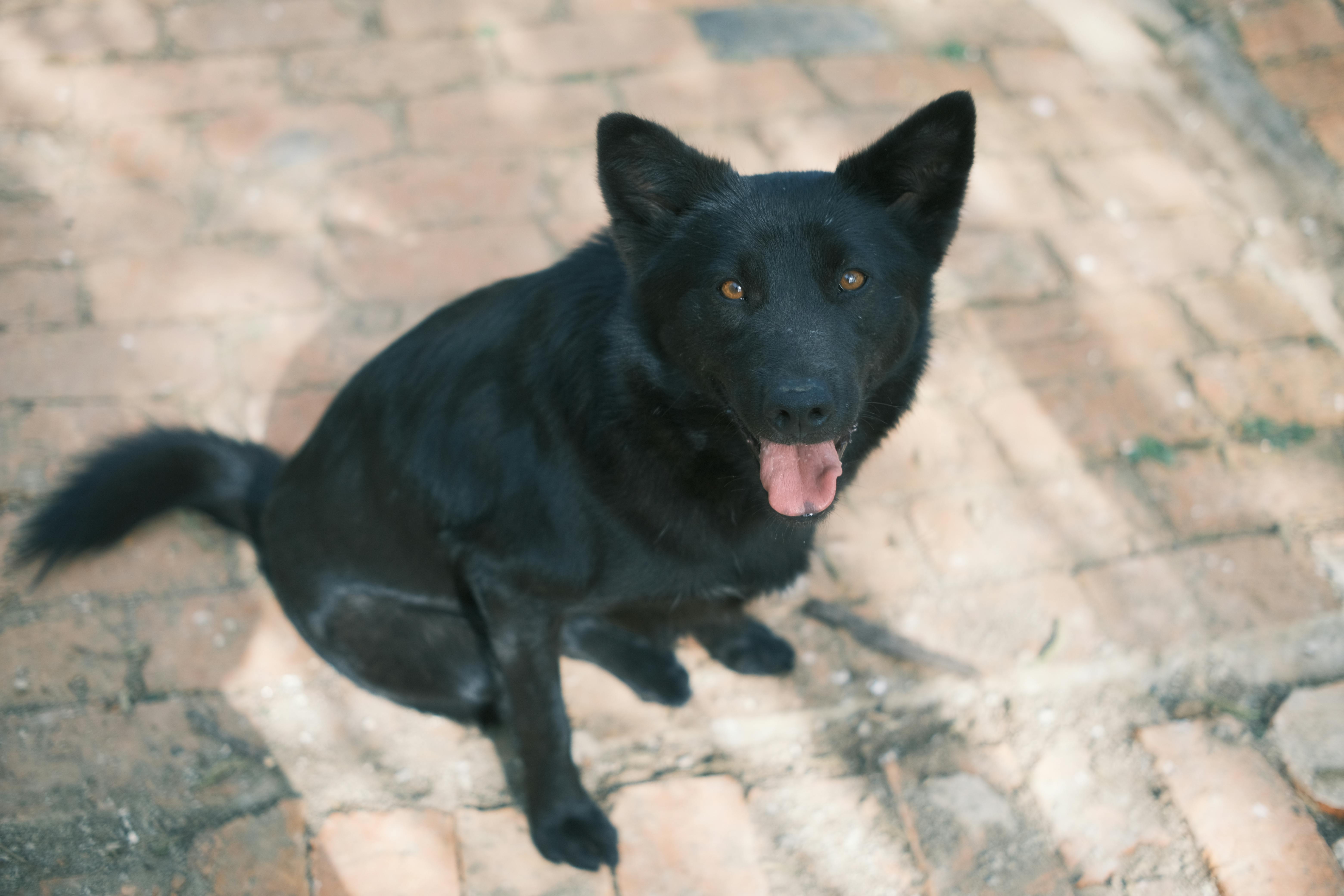 Happy Black Dog Sitting on Brick Pavement · Free Stock Photo