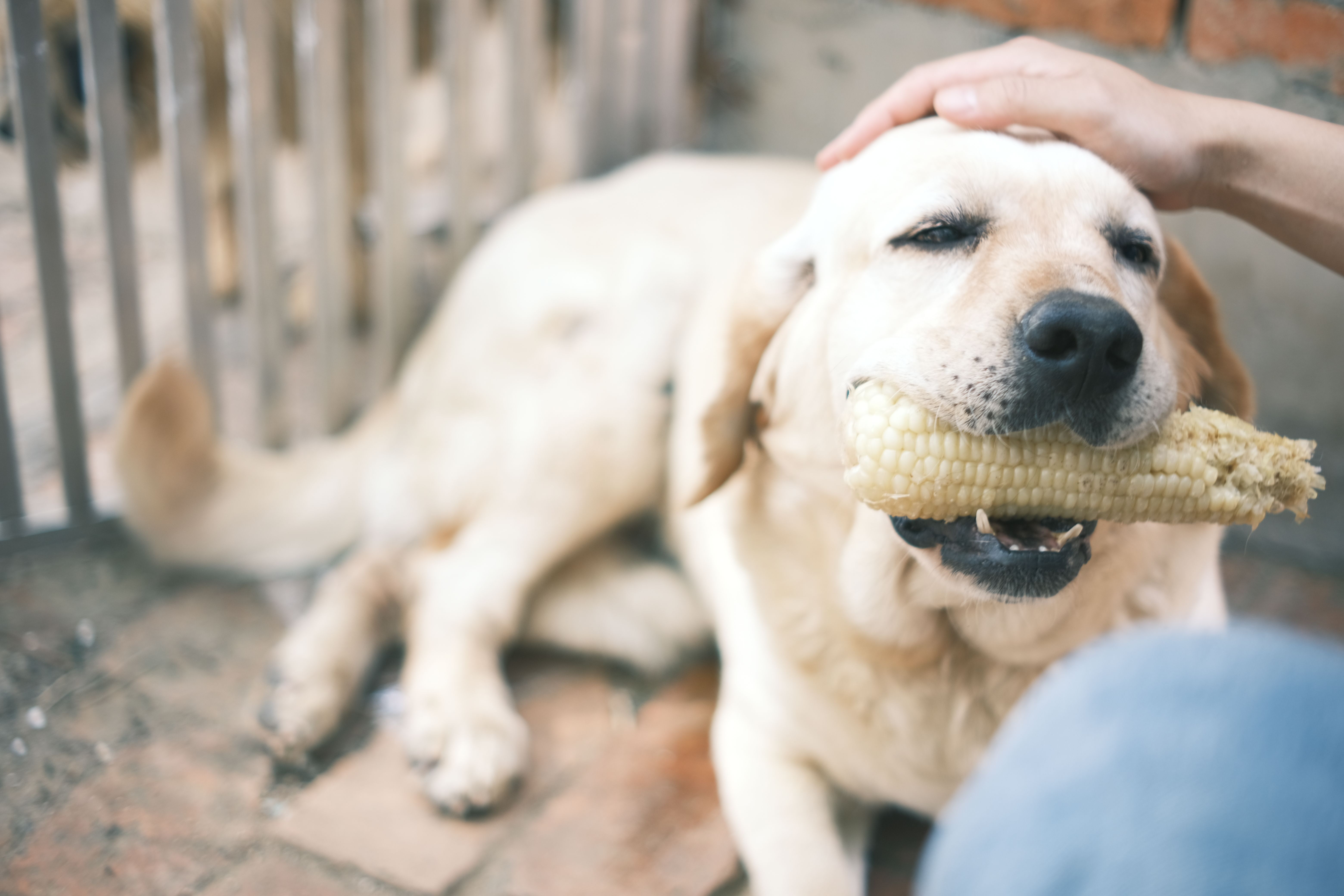 Hand Patting Labrador Retriever · Free Stock Photo