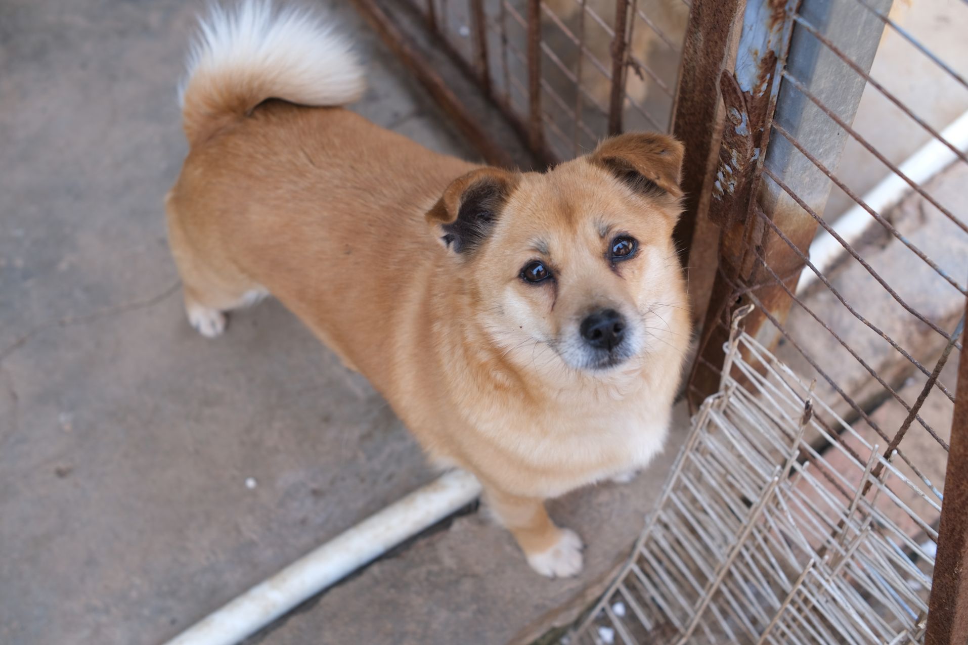 Meet Puggles for Adoption: Loving Pug Beagle Mixes Waiting