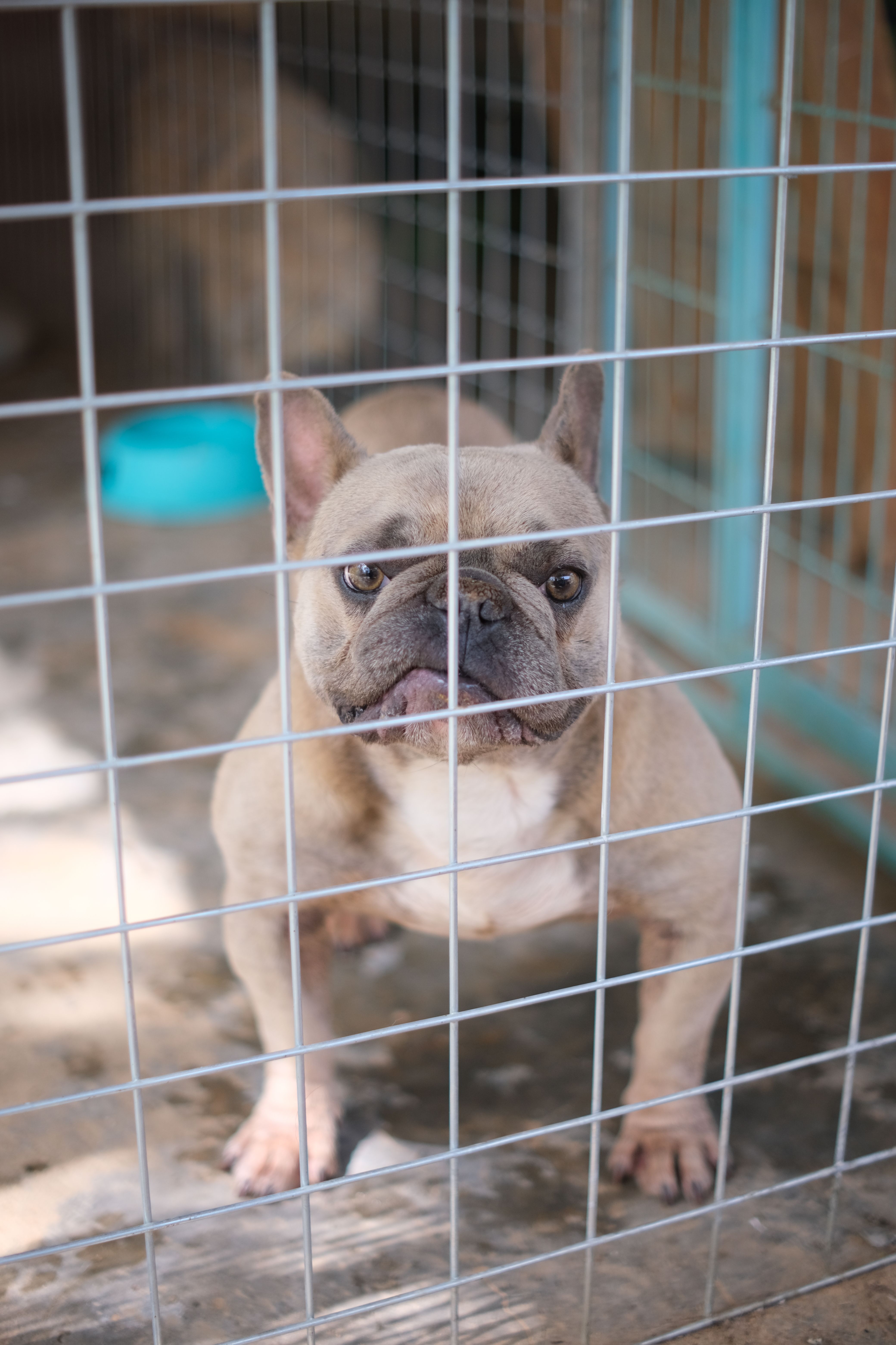 French Bulldog Standing behind Steel Crate · Free Stock Photo
