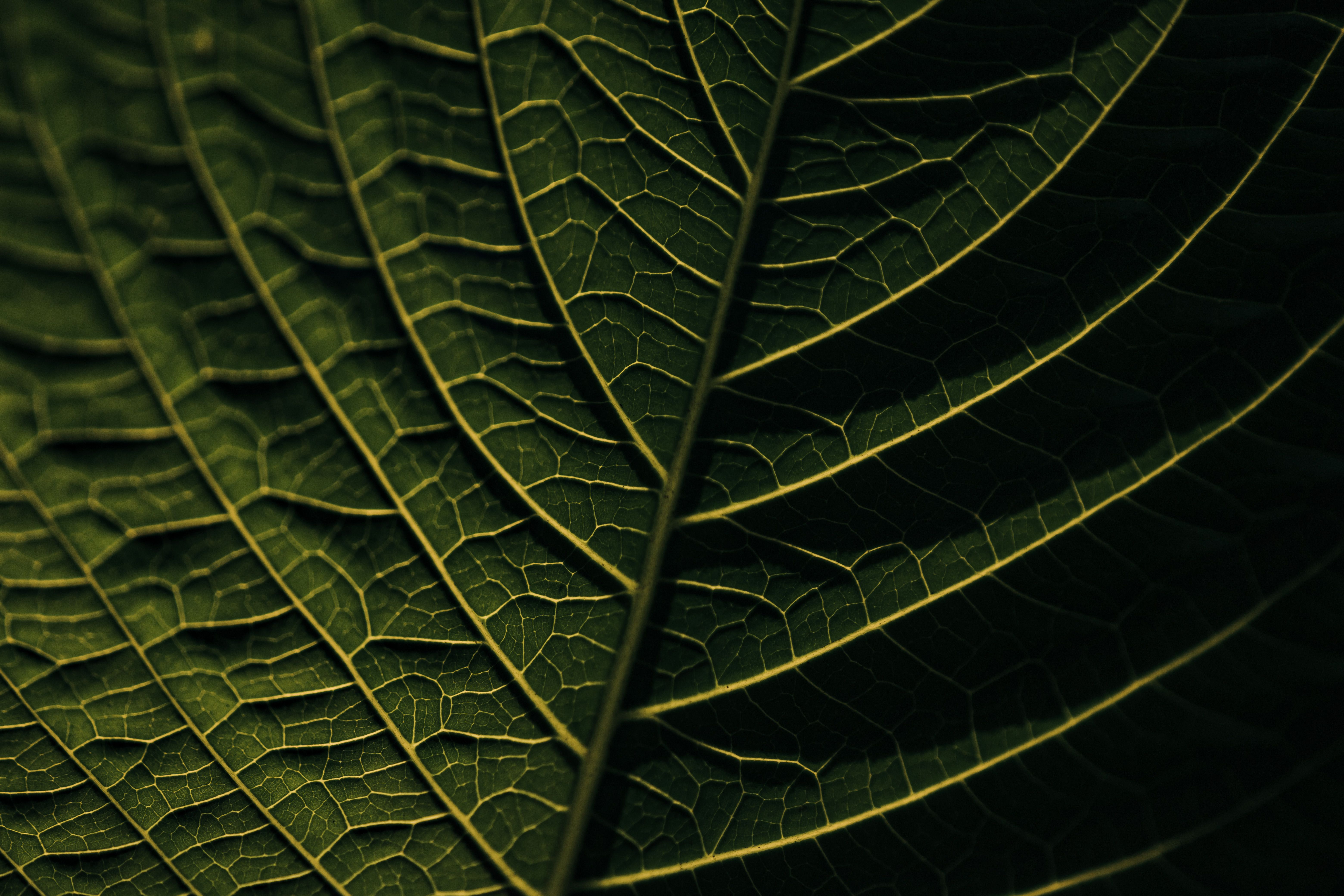 Patterns In Nature Photos, Download The BEST Free Patterns In Nature ...