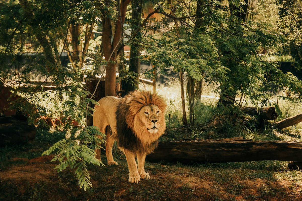 Standing Lion Photos, Download The BEST Free Standing Lion Stock Photos ...