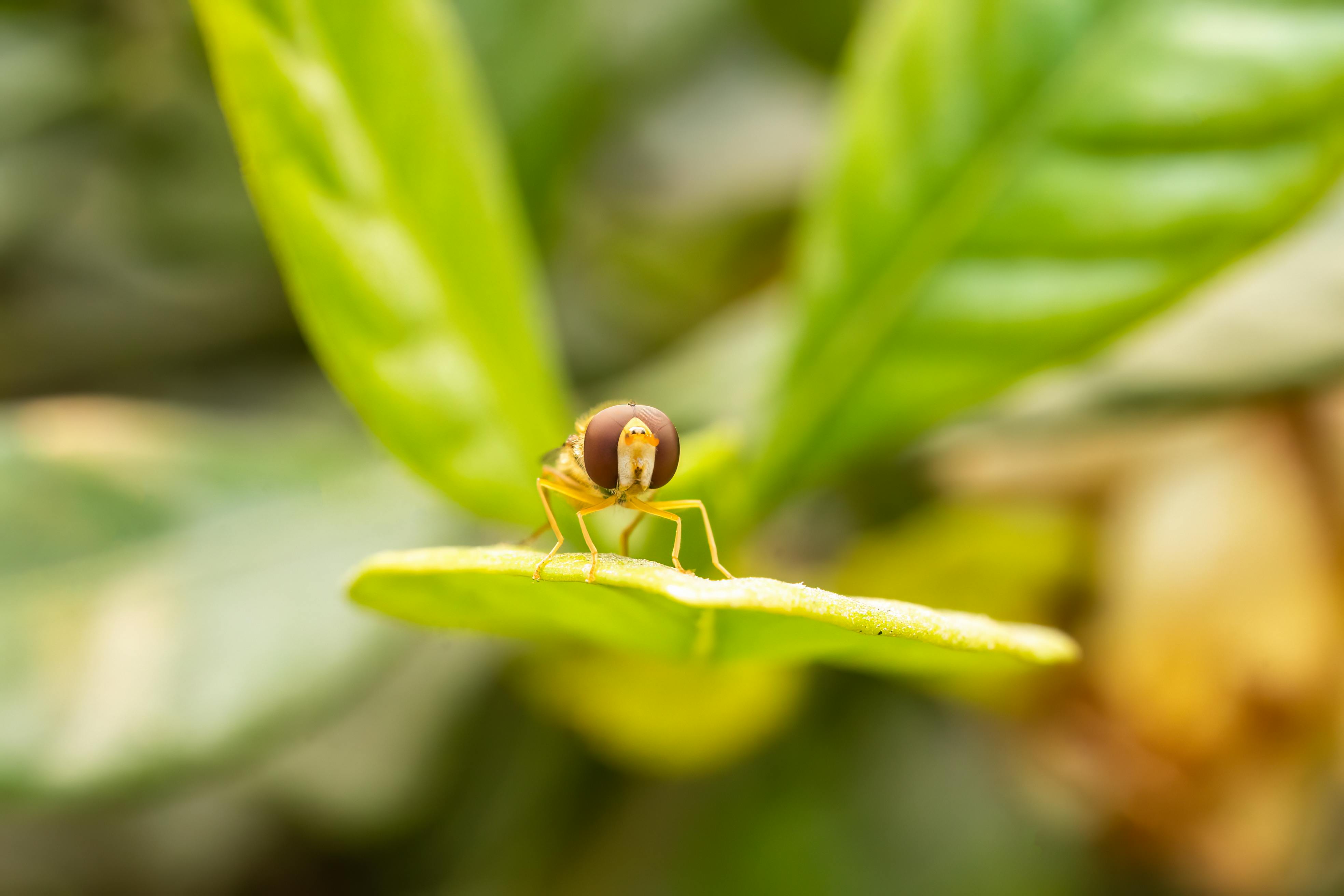 Insect Iron Photos, Download The BEST Free Insect Iron Stock Photos ...