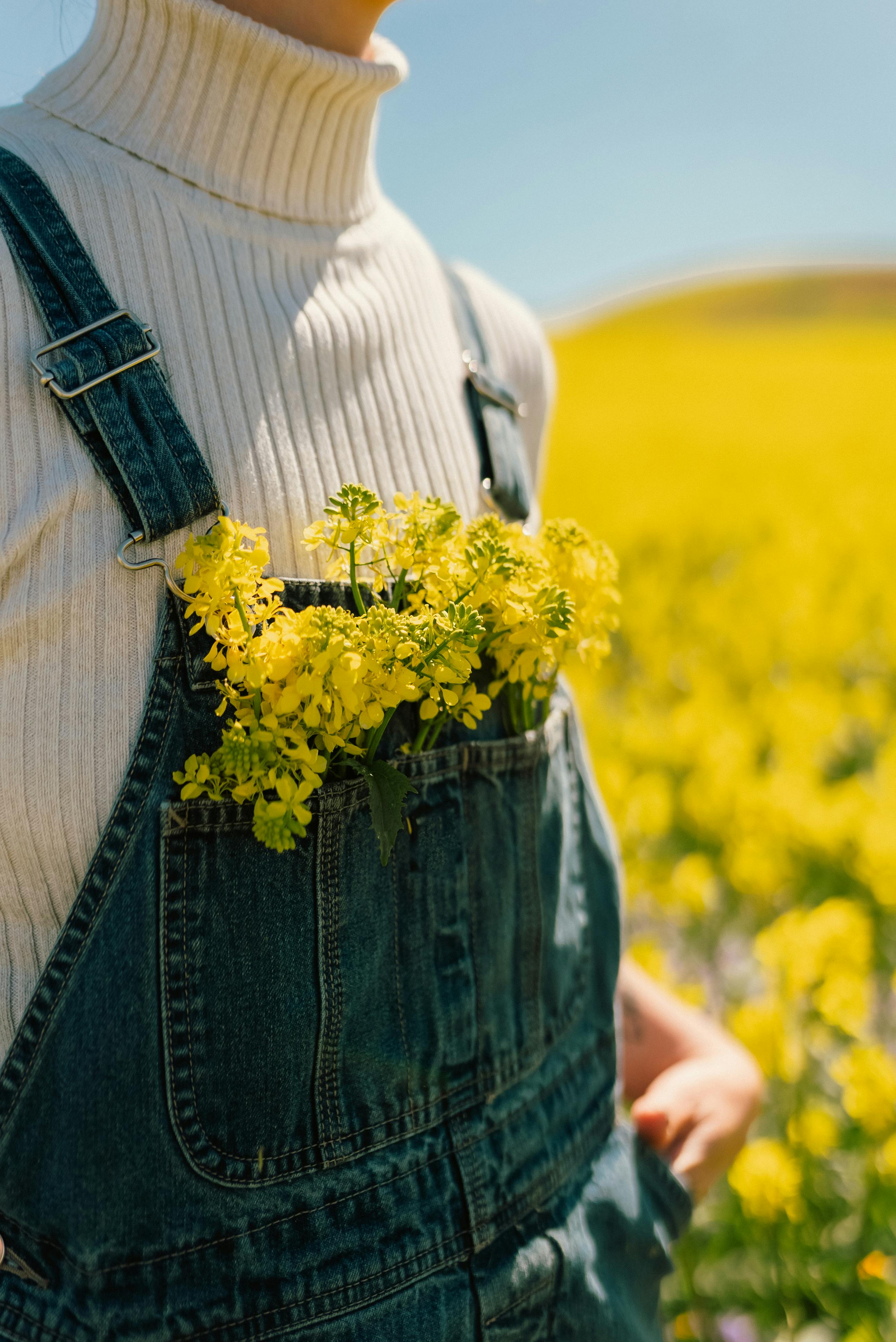 Foto de stock gratuita sobre campo de flores, canola, de cerca, en flor ...