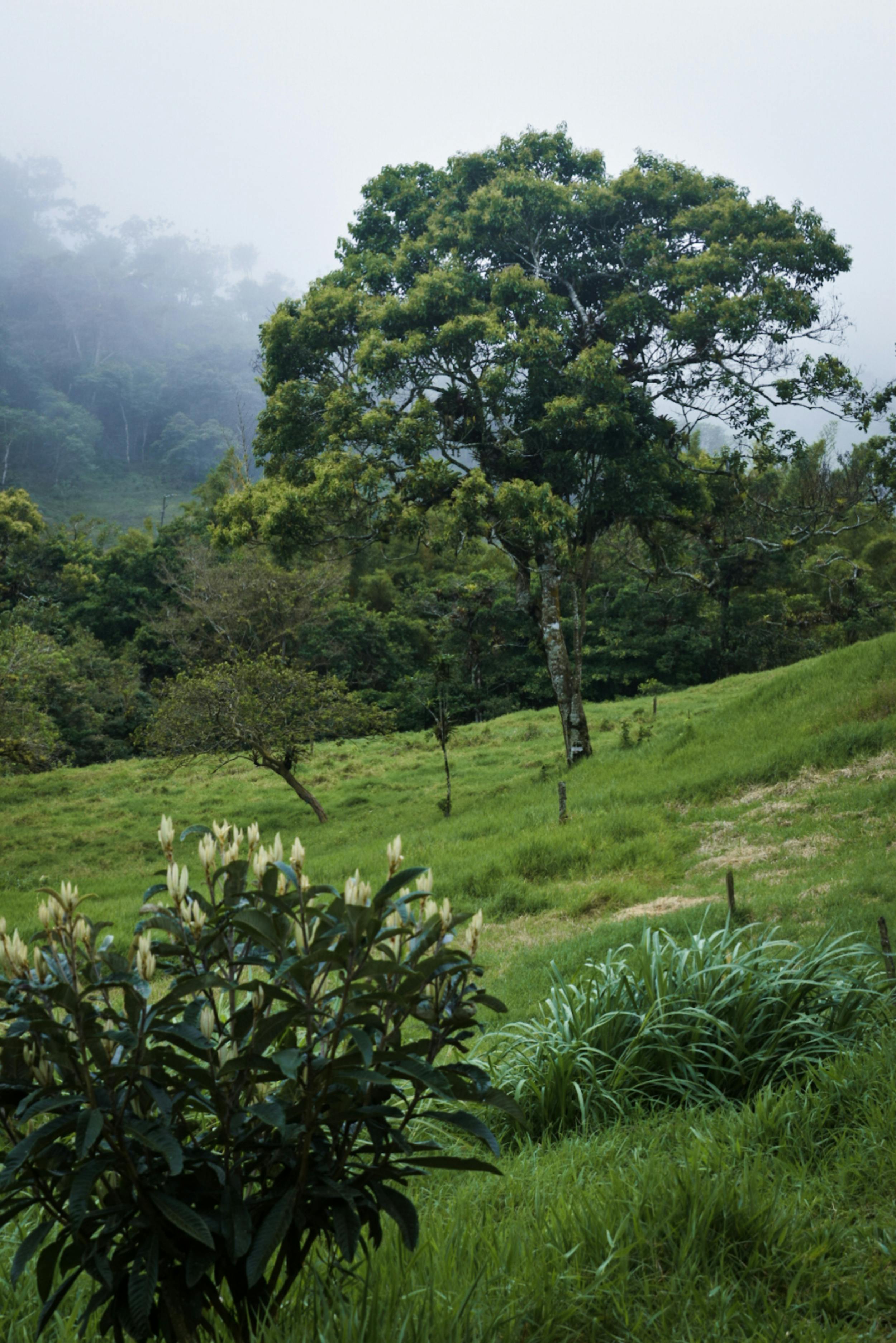 Green Trees and Plants · Free Stock Photo