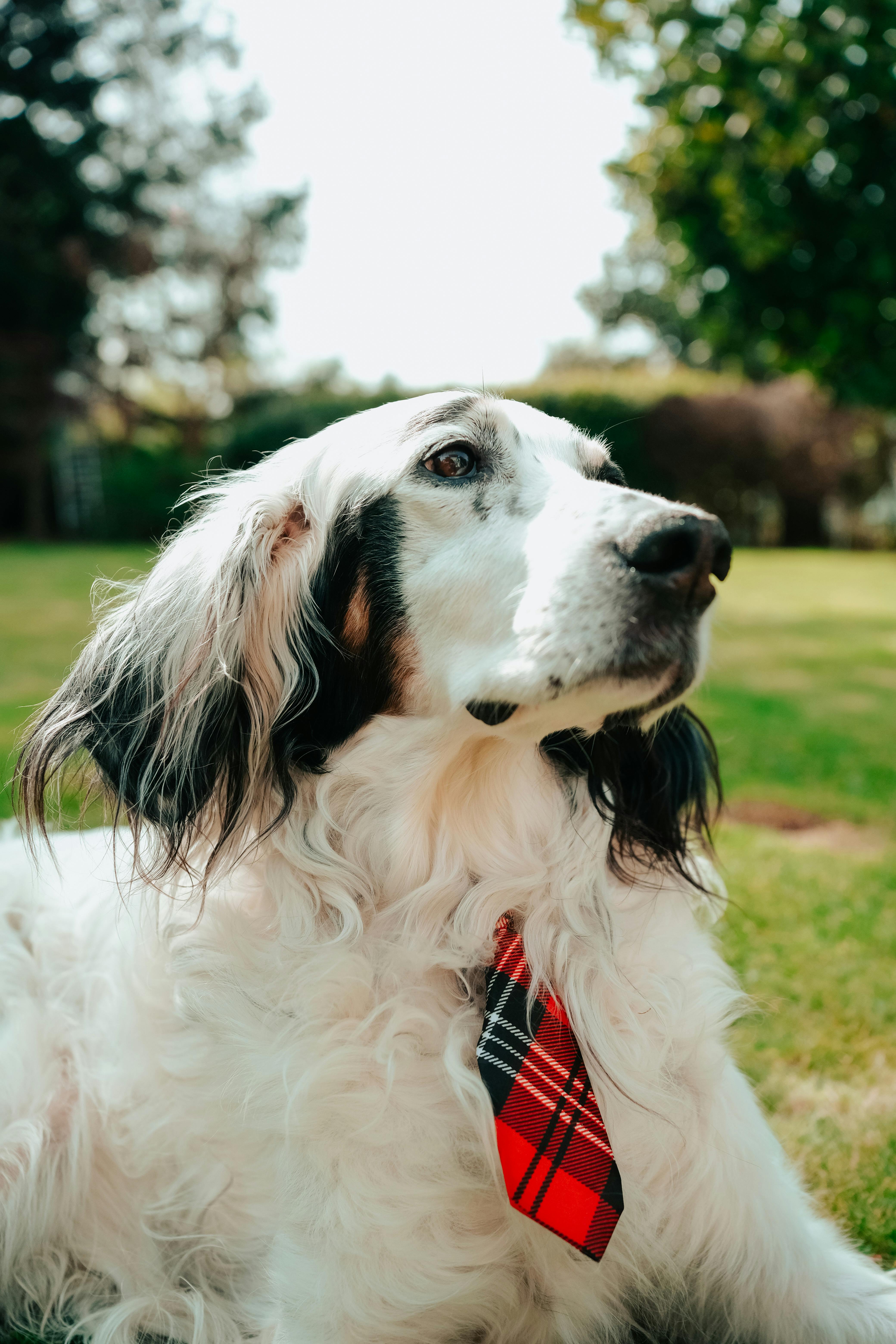 Dog in Puddle · Free Stock Photo