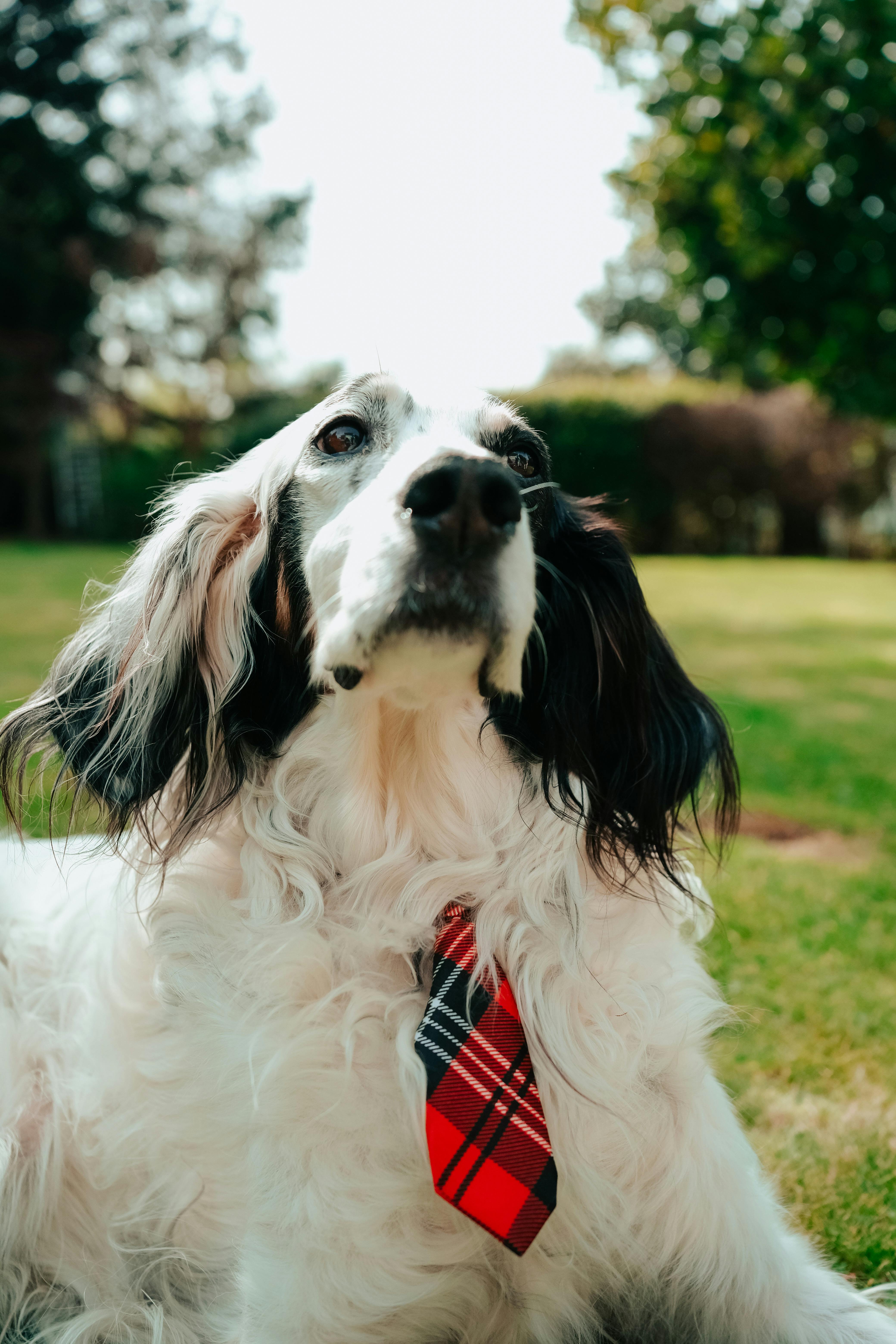 Dog With Tie Photos, Download The BEST Free Dog With Tie Stock Photos ...