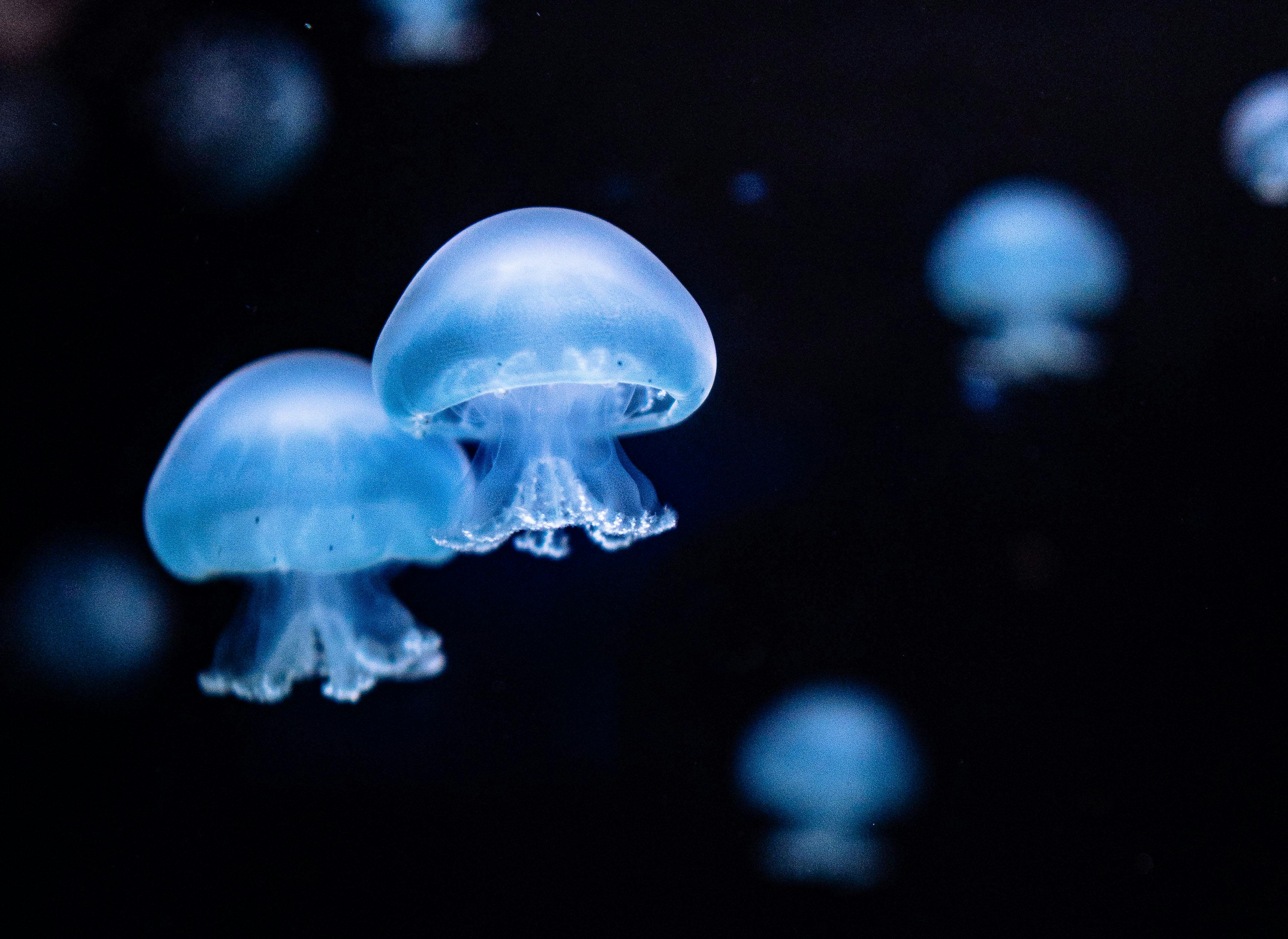 Bahrain Jellyfish Photos, Download The BEST Free Bahrain Jellyfish ...