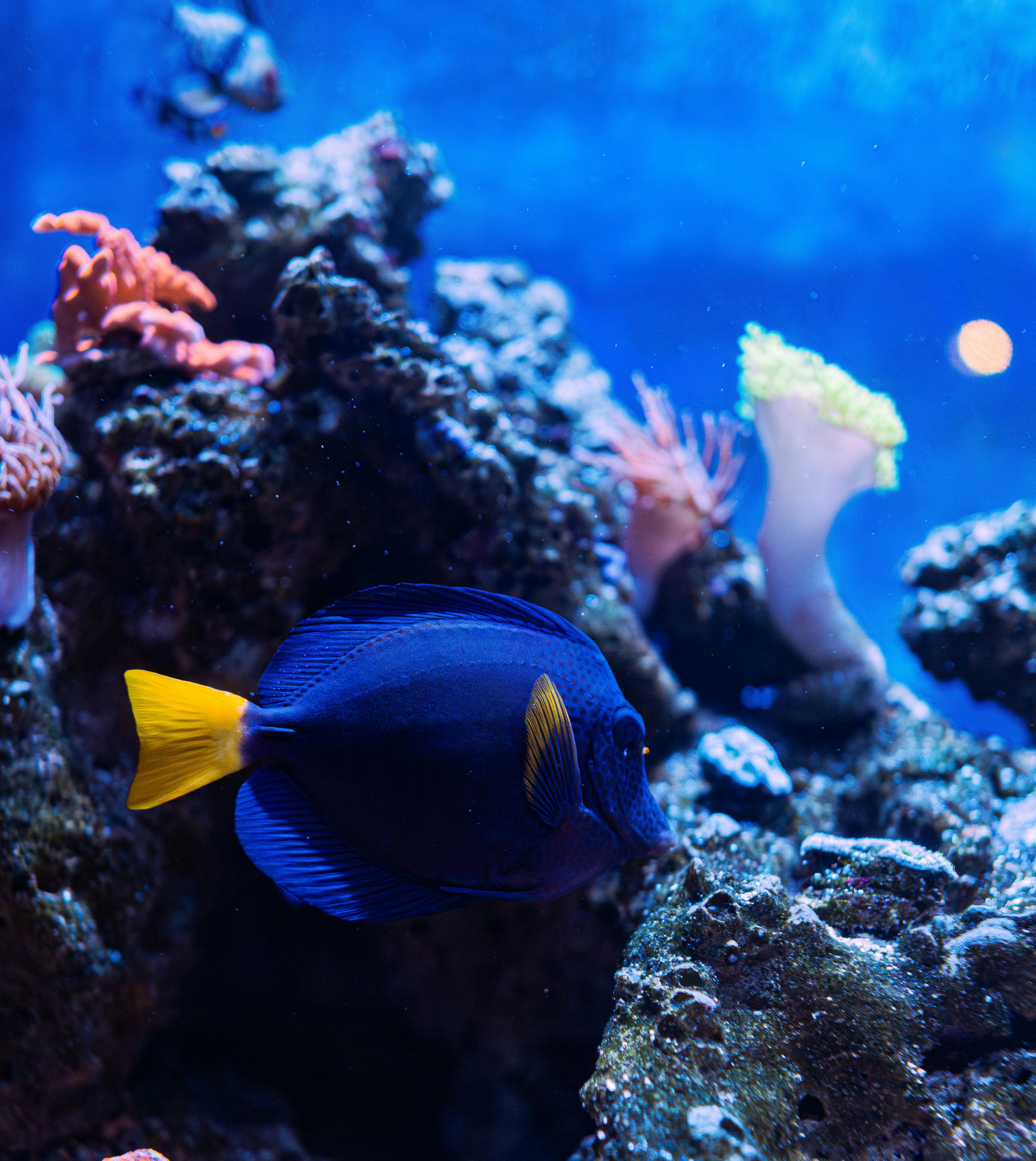 Blue Fish in a Coral Reef · Free Stock Photo