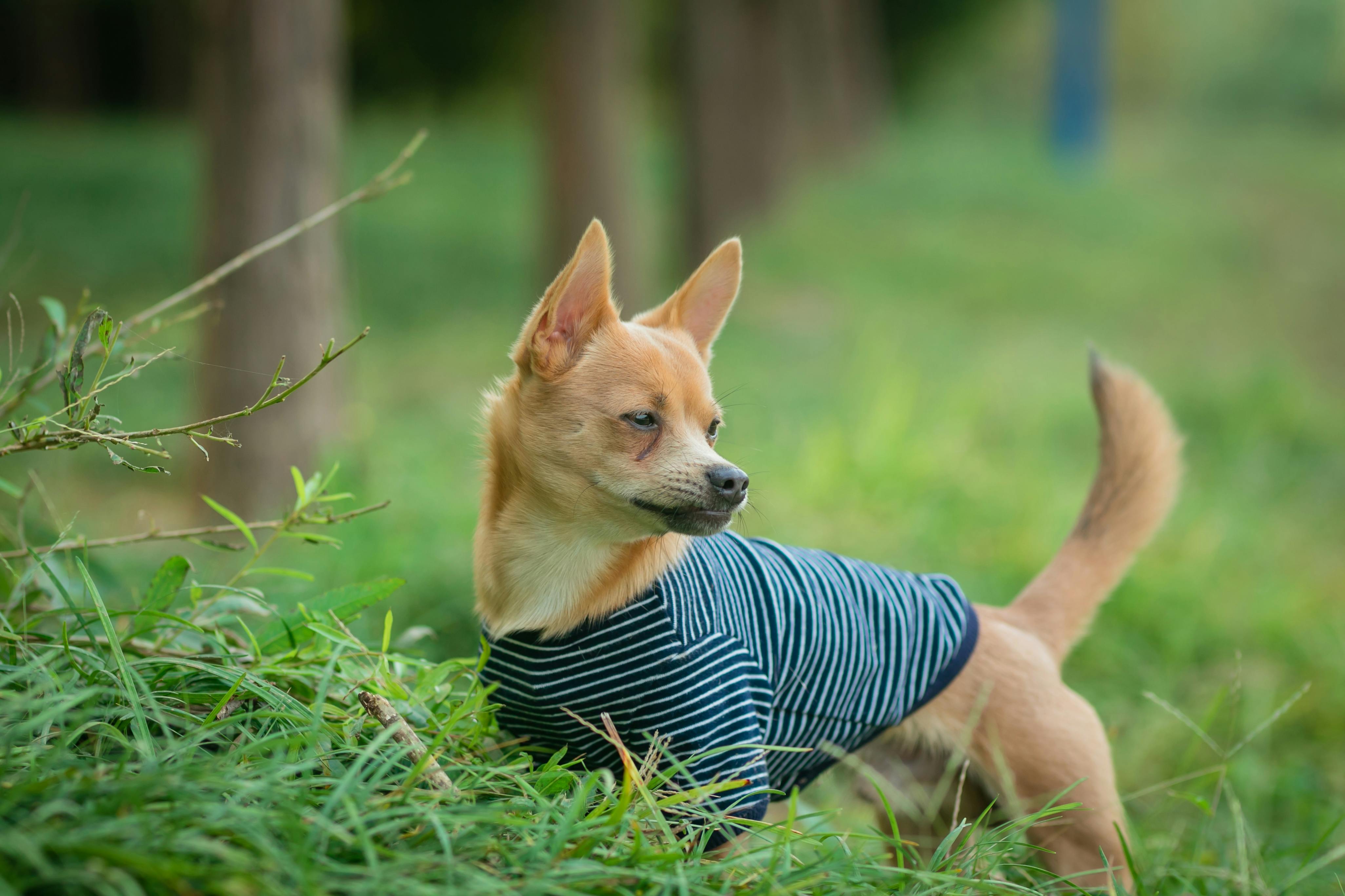 Dog in Clothes · Free Stock Photo