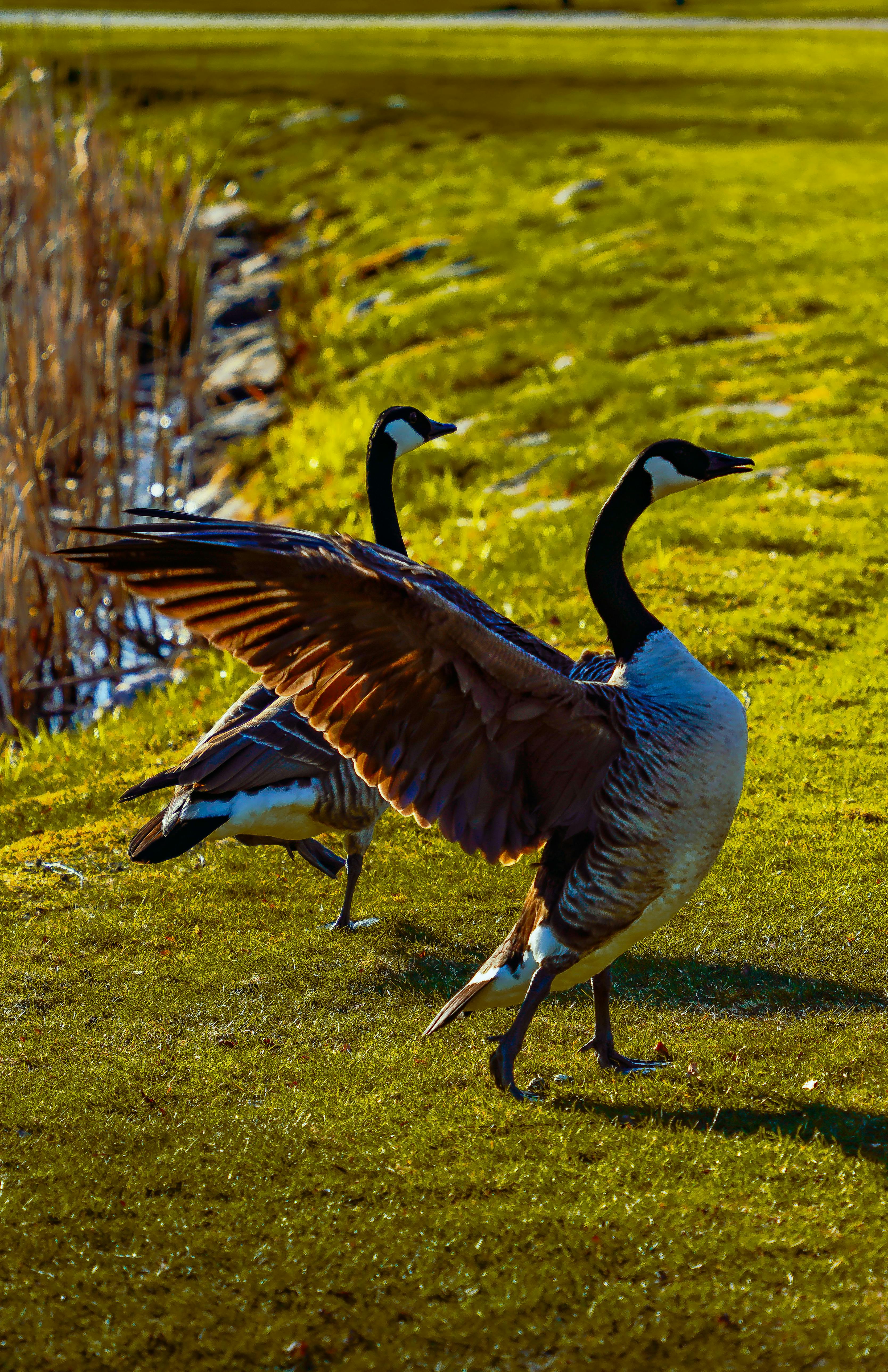 Two Canadian Geese On Green Grass · Free Stock Photo
