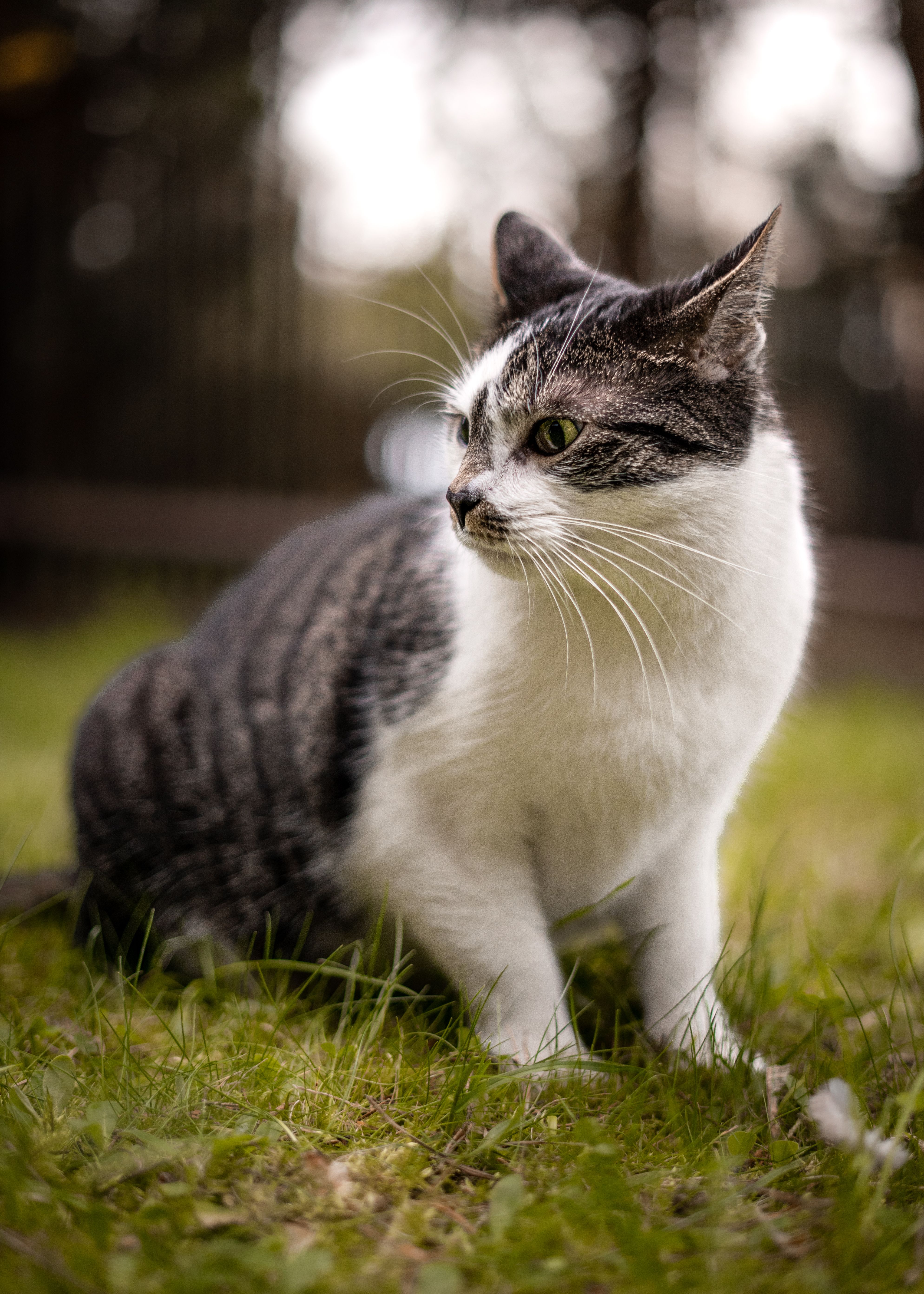 Grey Cat Close-up Photography · Free Stock Photo