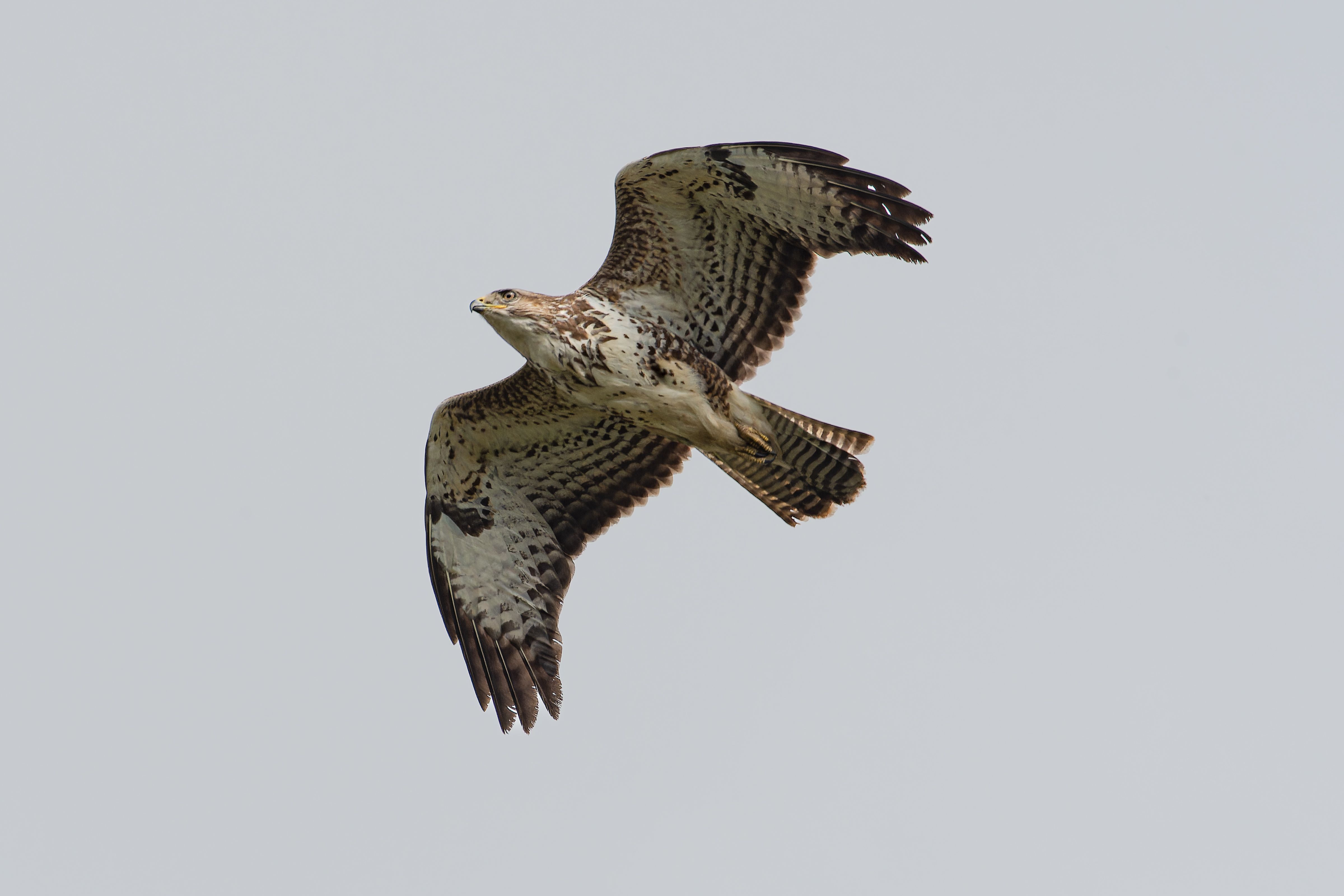 Close-up of a Flying Buzzard · Free Stock Photo