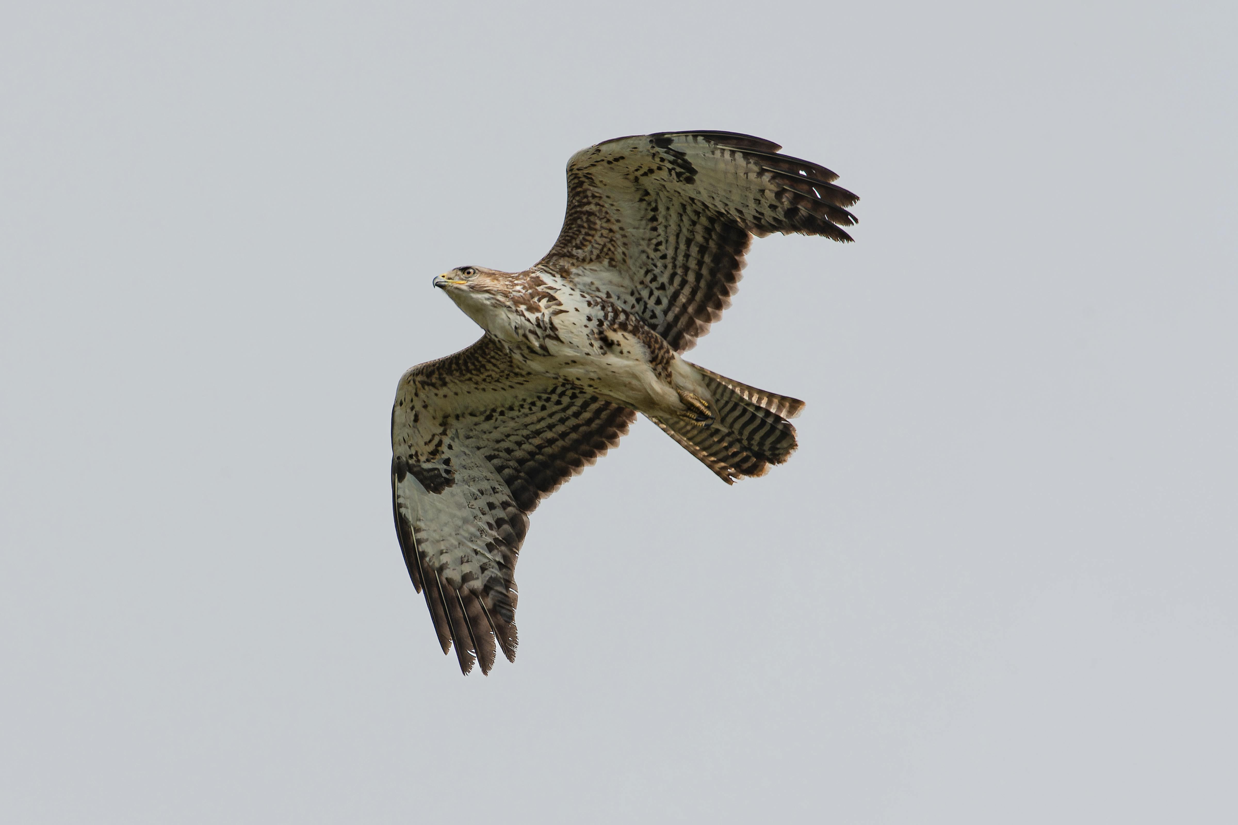 Predator Photos, Download The BEST Free Predator Stock Photos & HD Images