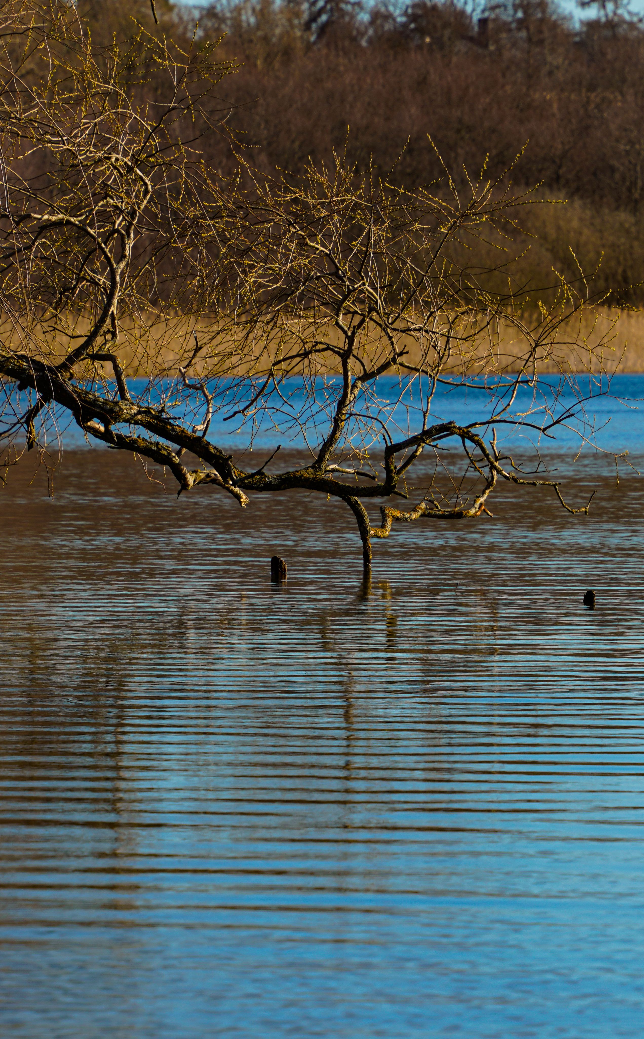 Bare Tree Growing over a Lake · Free Stock Photo