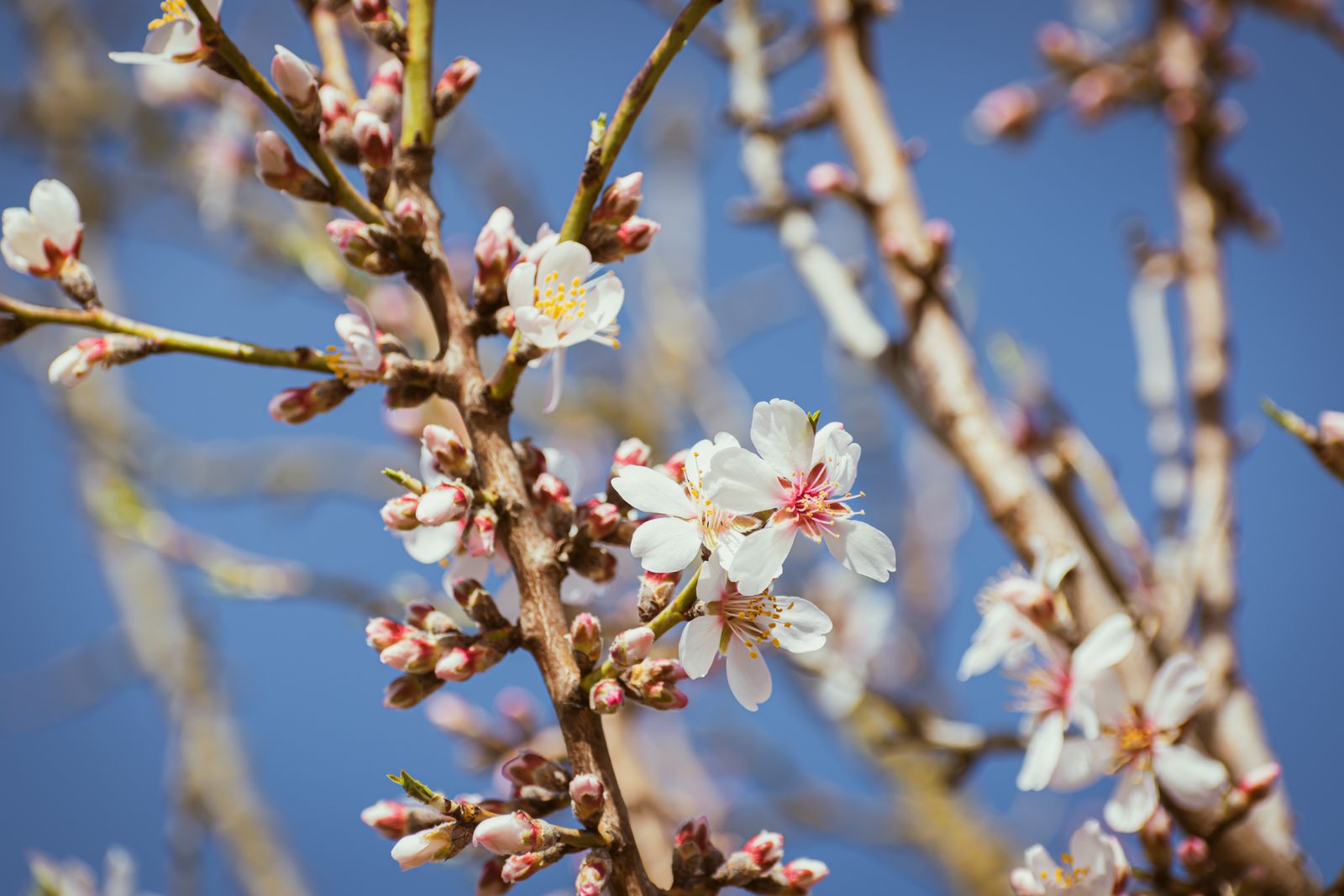 Almond Tree Photos, Download The BEST Free Almond Tree Stock Photos ...