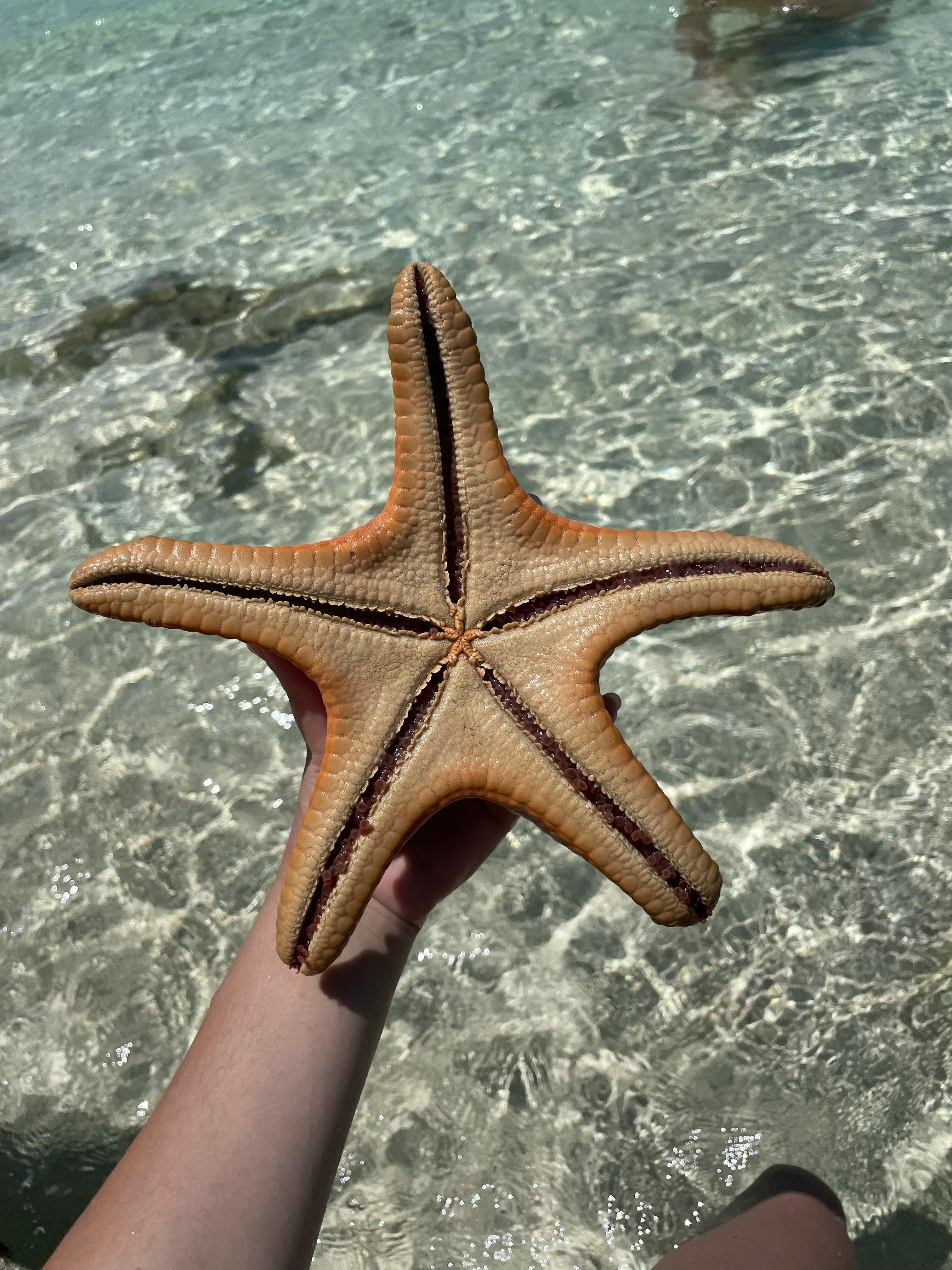 Starfish With Six Arms Photos, Download The BEST Free Starfish With Six ...