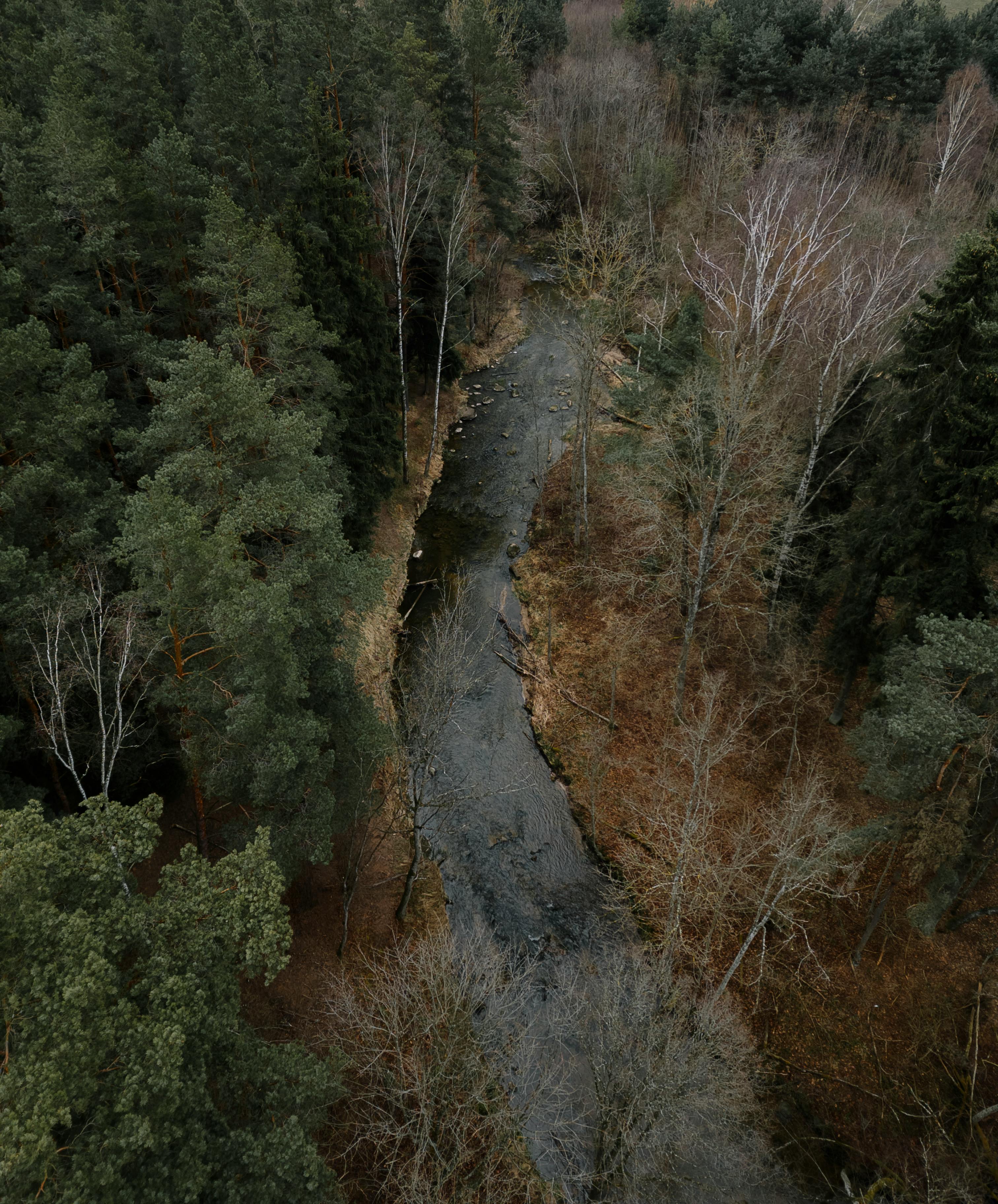 Aerial Photography of Road in Between Trees · Free Stock Photo