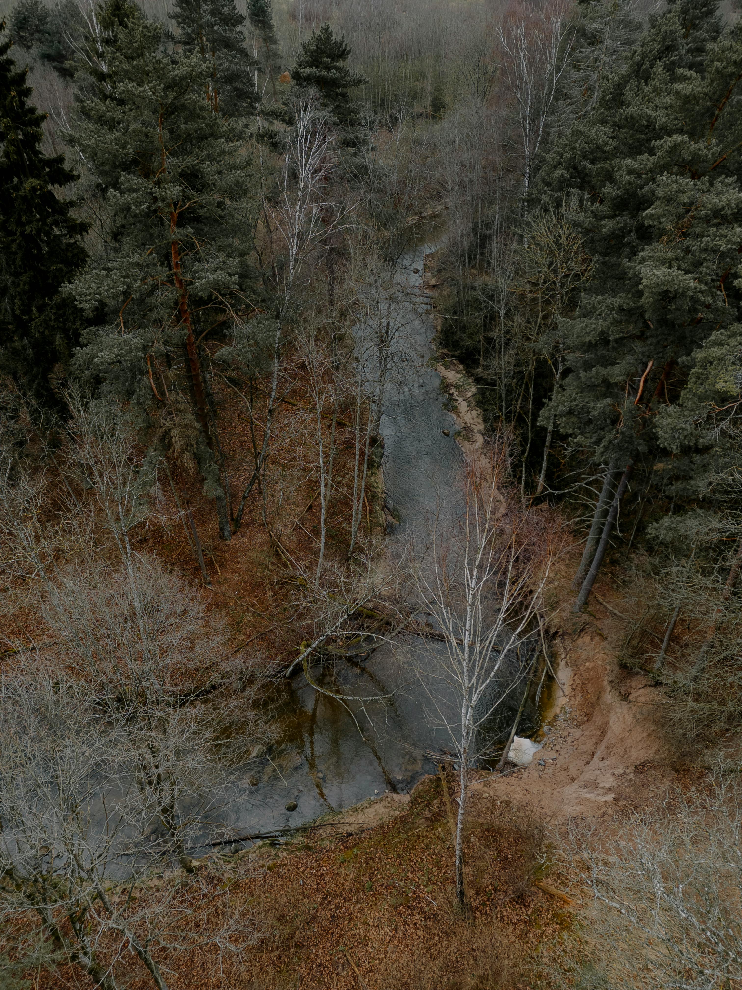 Aerial View of Trees in the Forest · Free Stock Photo