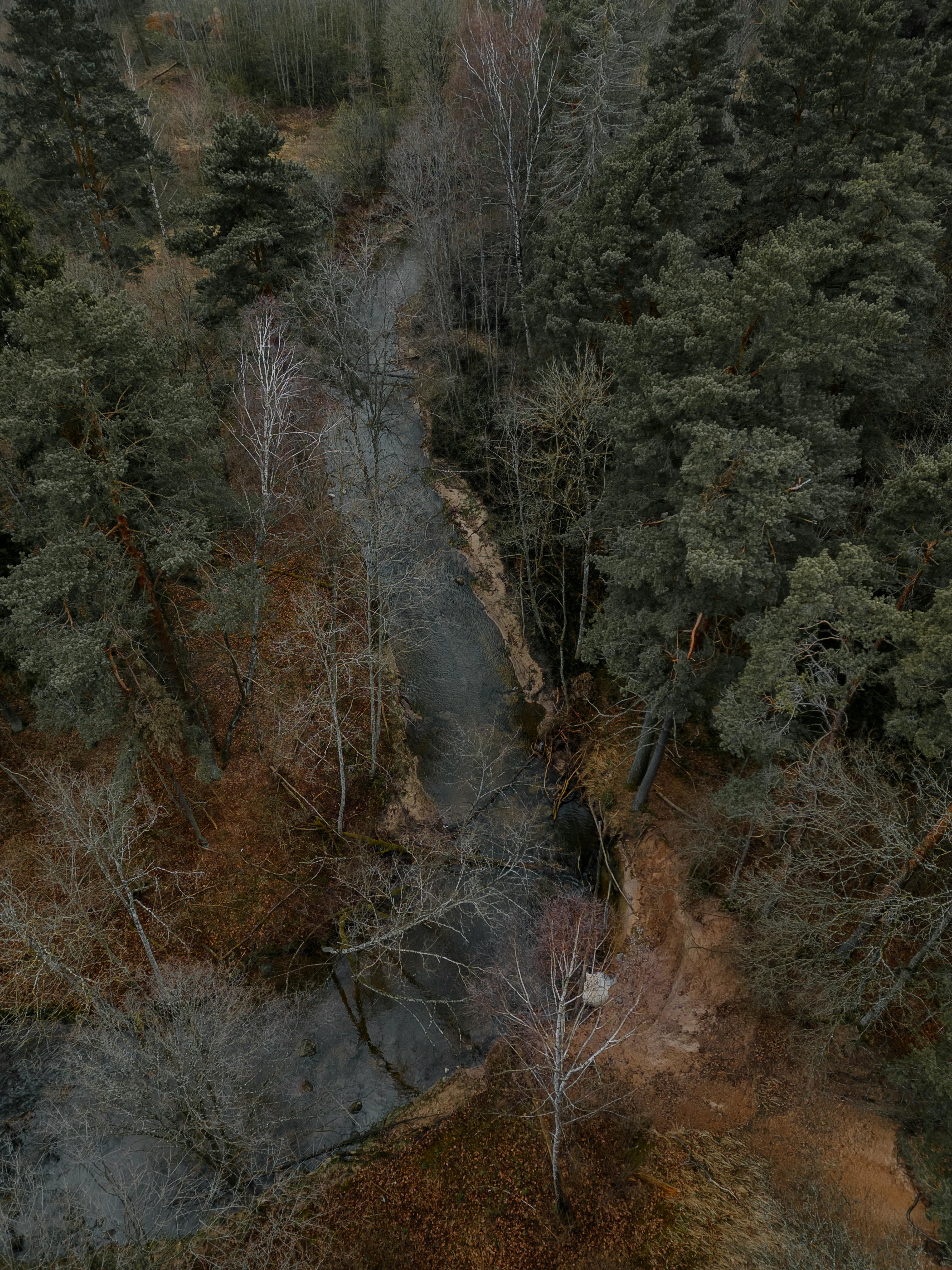 Aerial Photography of Road in Between Trees · Free Stock Photo