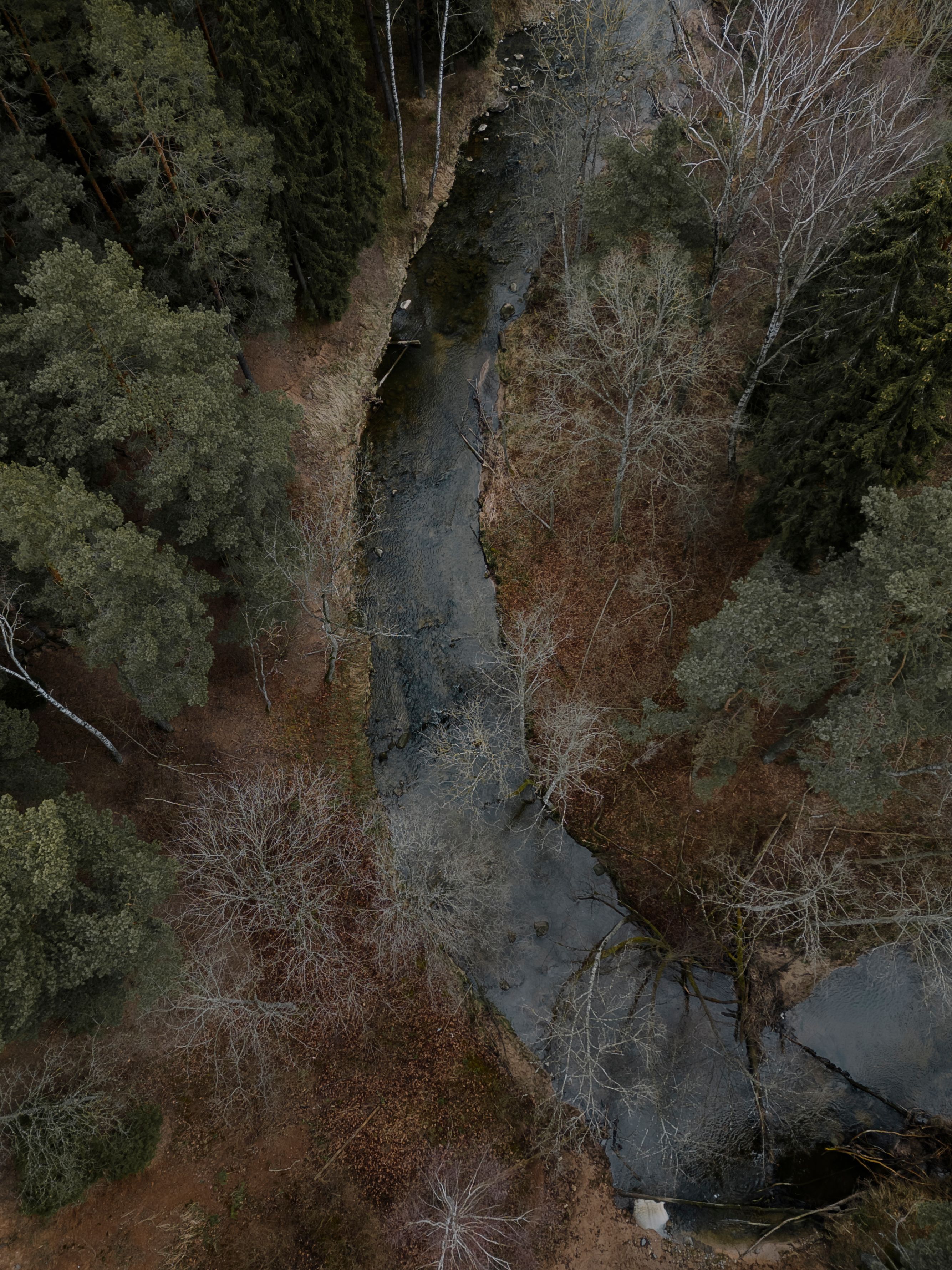 Drone Shot of a River in the Forest in Autumn · Free Stock Photo