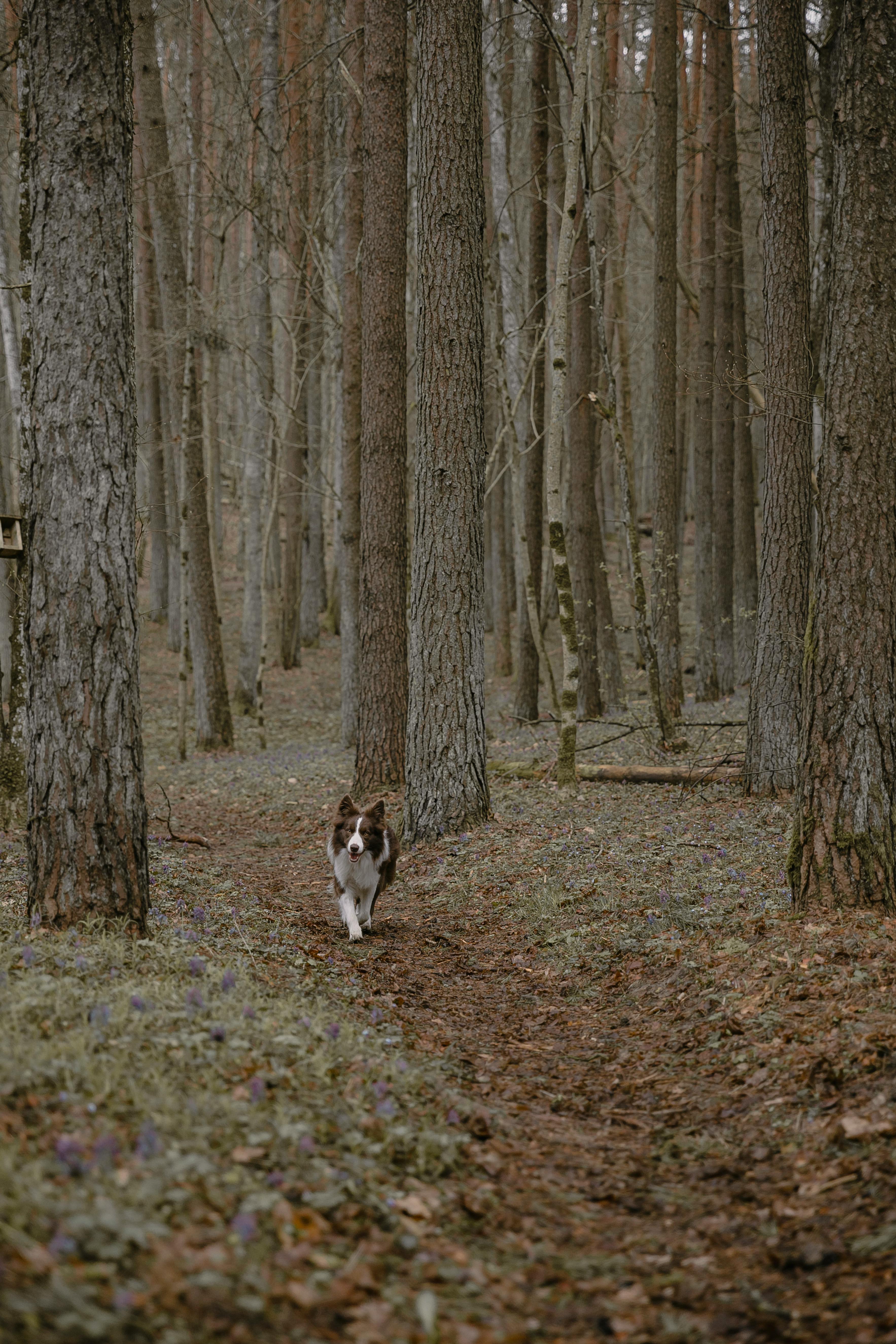 A Dog in a Forest · Free Stock Photo