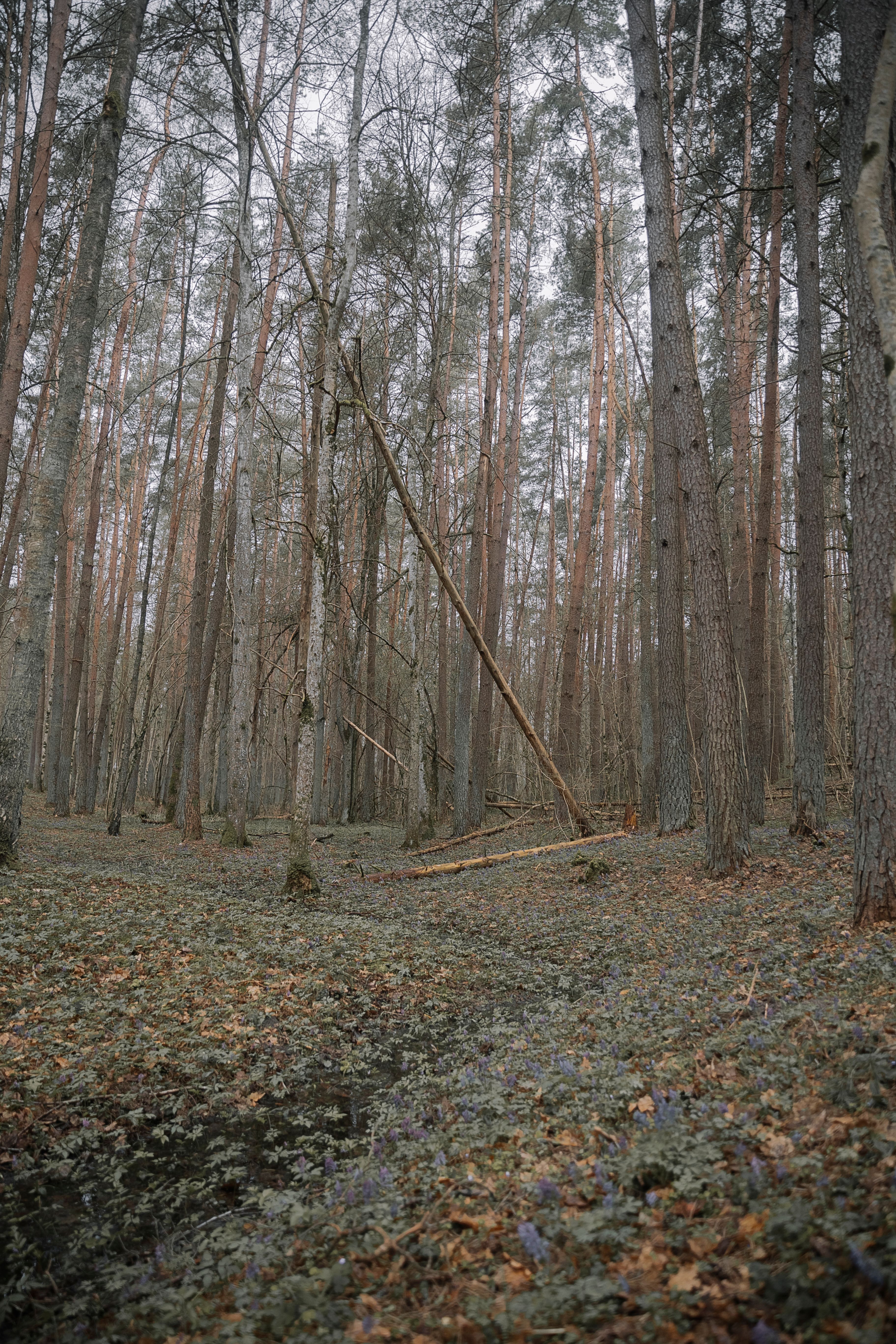 Dead Trees on a Foggy Day · Free Stock Photo