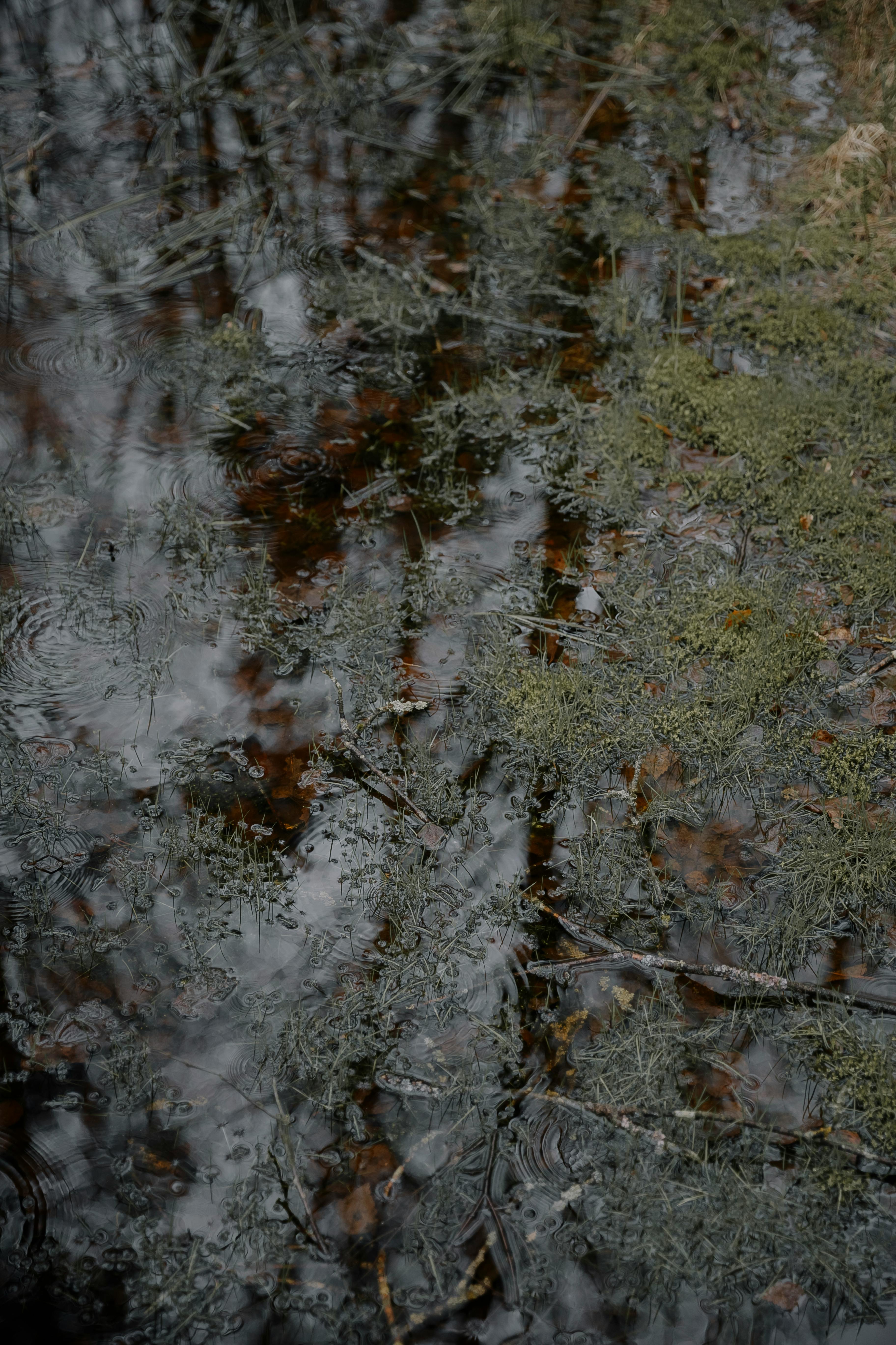 Reflection on Water · Free Stock Photo