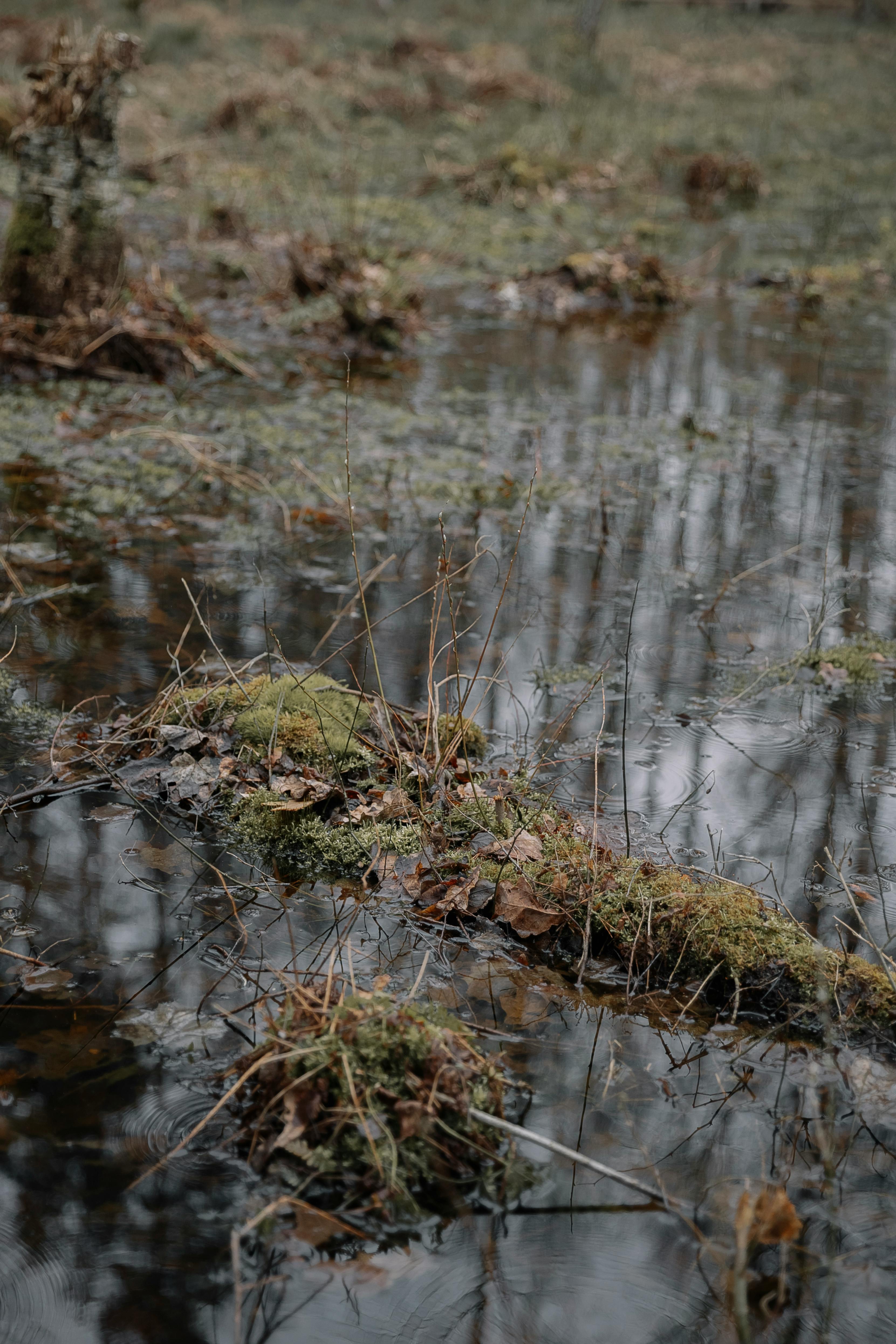 Photo of the Reflection of Trees in a Swamp · Free Stock Photo