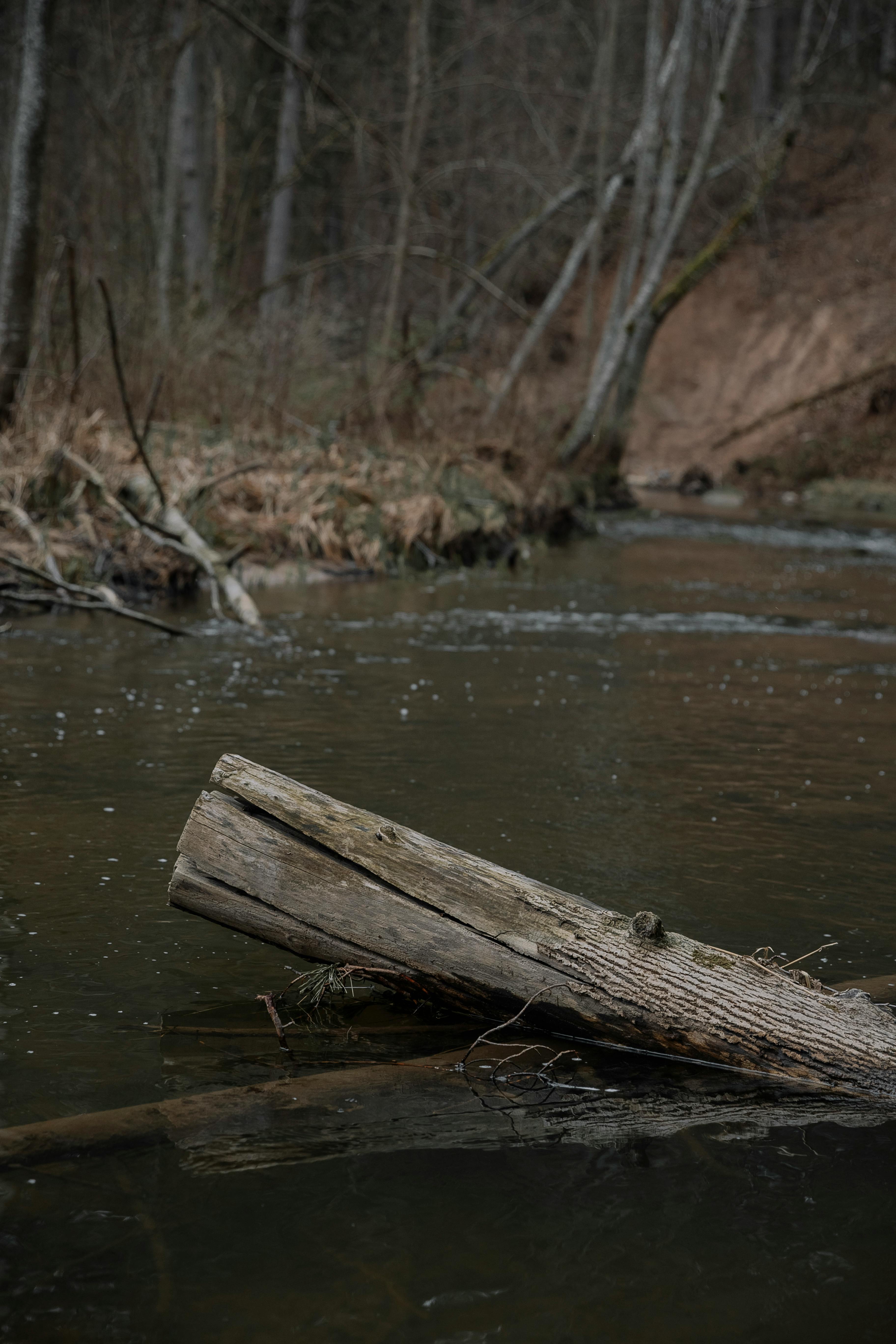 Photo of a Tree Log in a Forest Creek · Free Stock Photo
