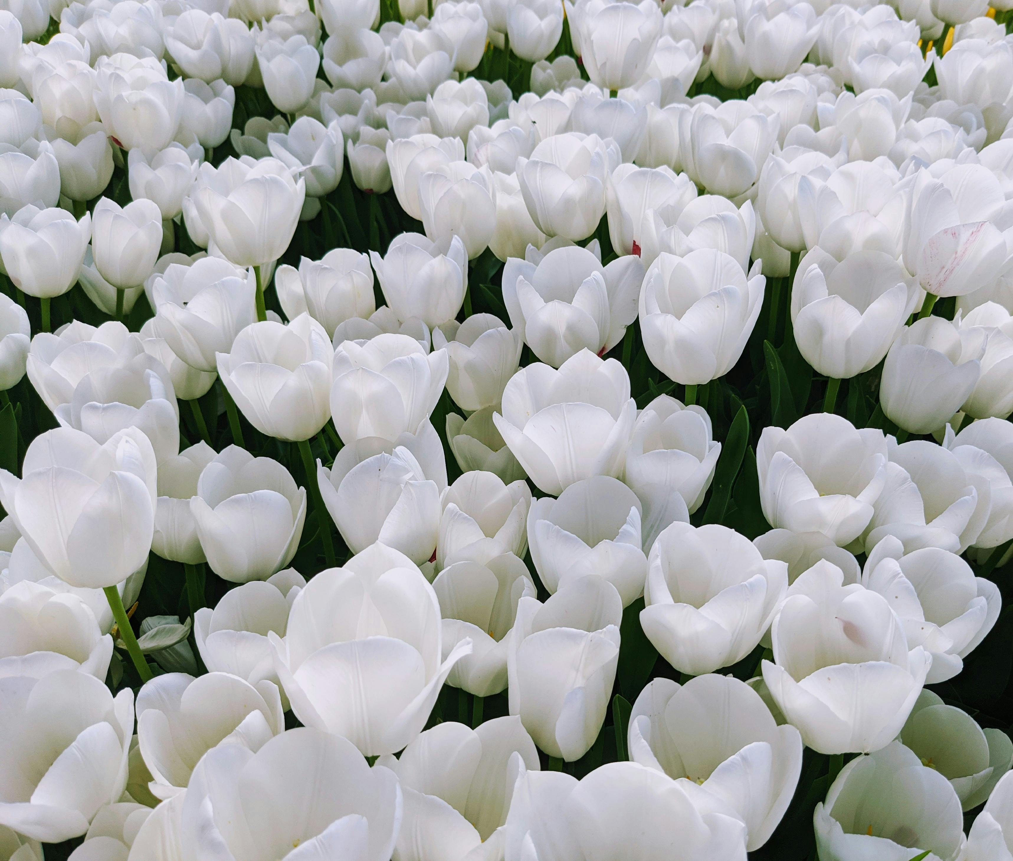 Foto de stock gratuita sobre @al aire libre, armonía, asia, belleza ...