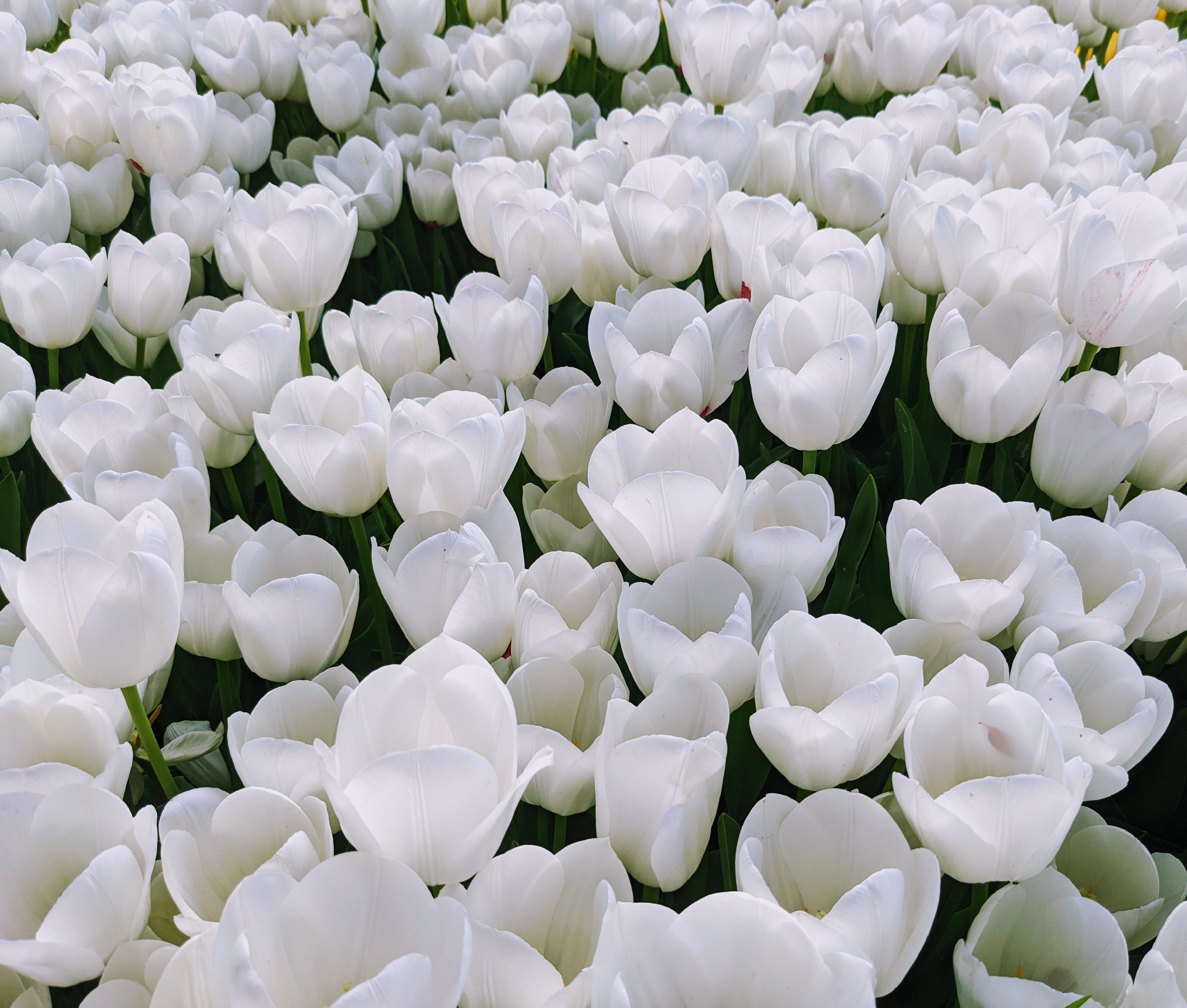 988.245+ Fotos y Imágenes de Color blanco Gratis · Banco de Fotos Gratis