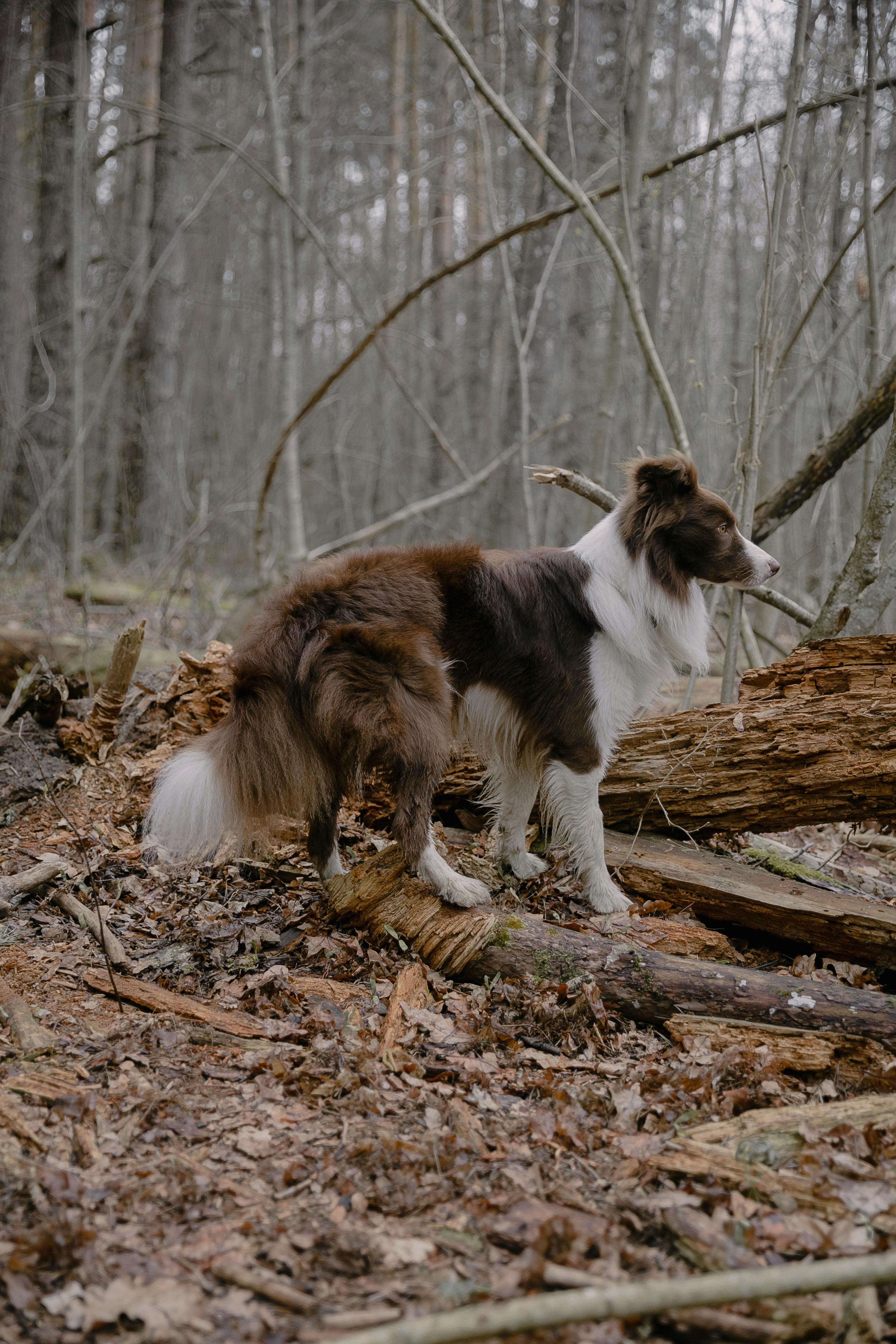 Photo of a Cute Dog in the Forest · Free Stock Photo