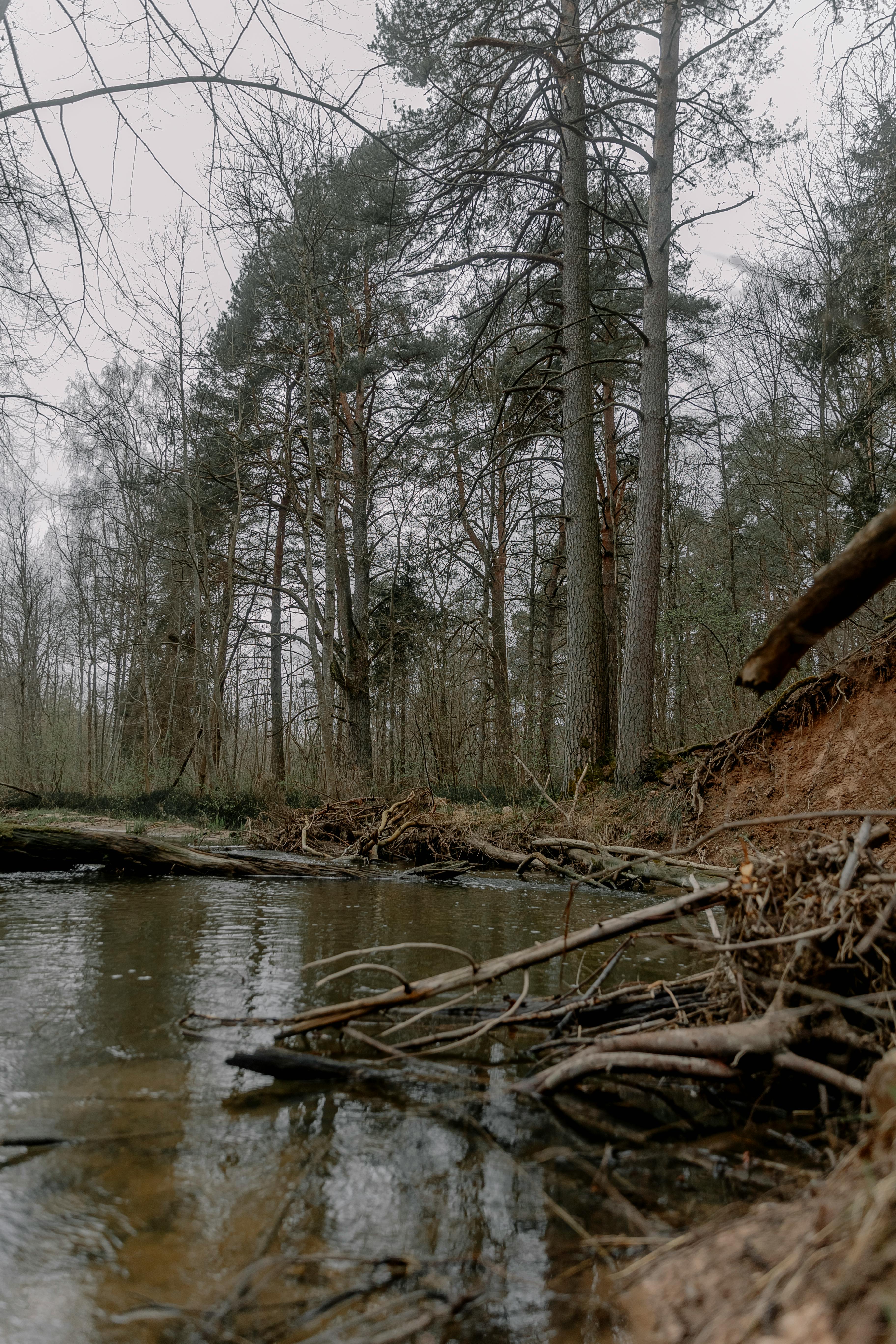 Trees and Stream · Free Stock Photo