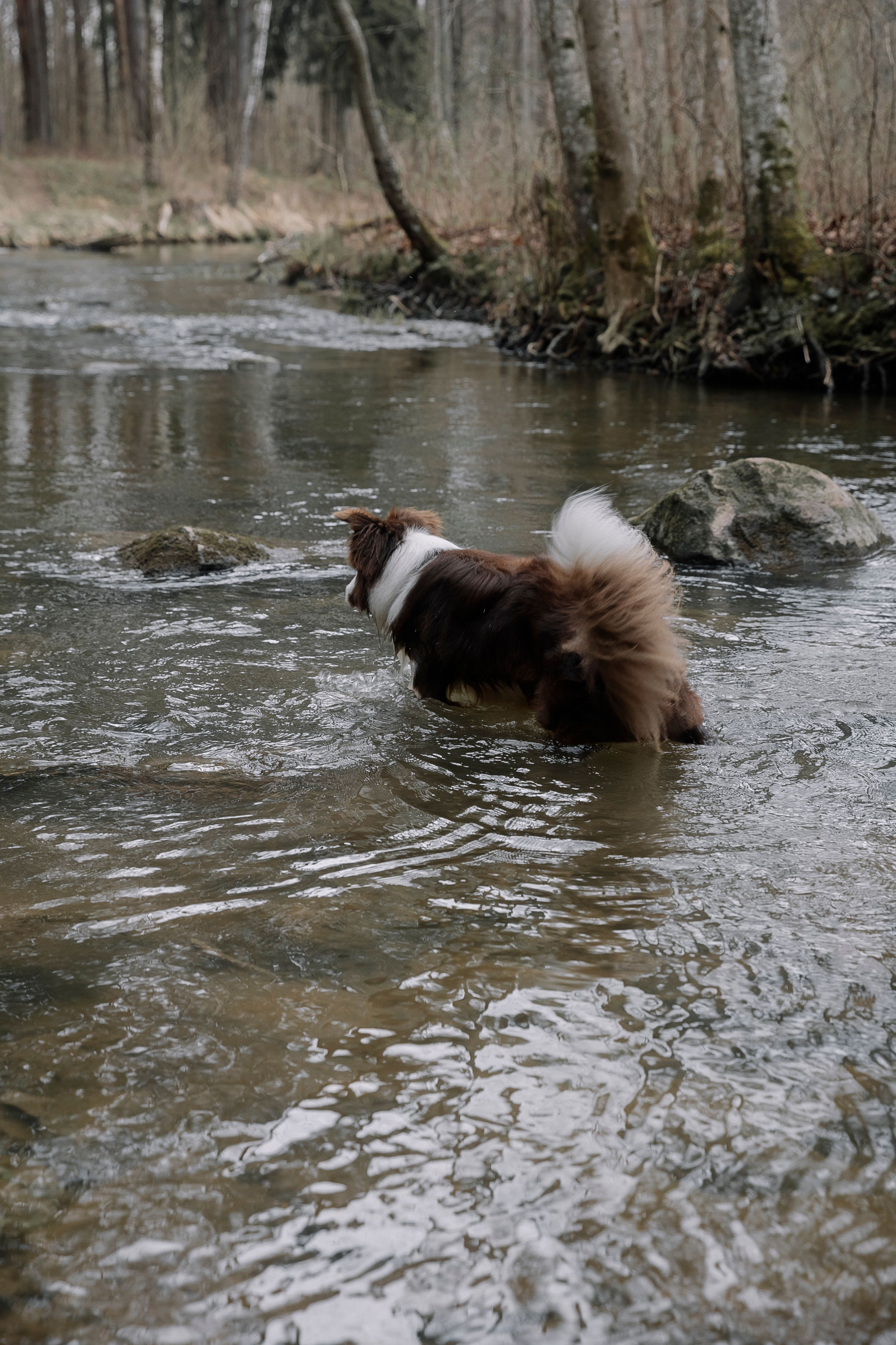 Dog Photoshot Photos, Download The BEST Free Dog Photoshot Stock Photos ...