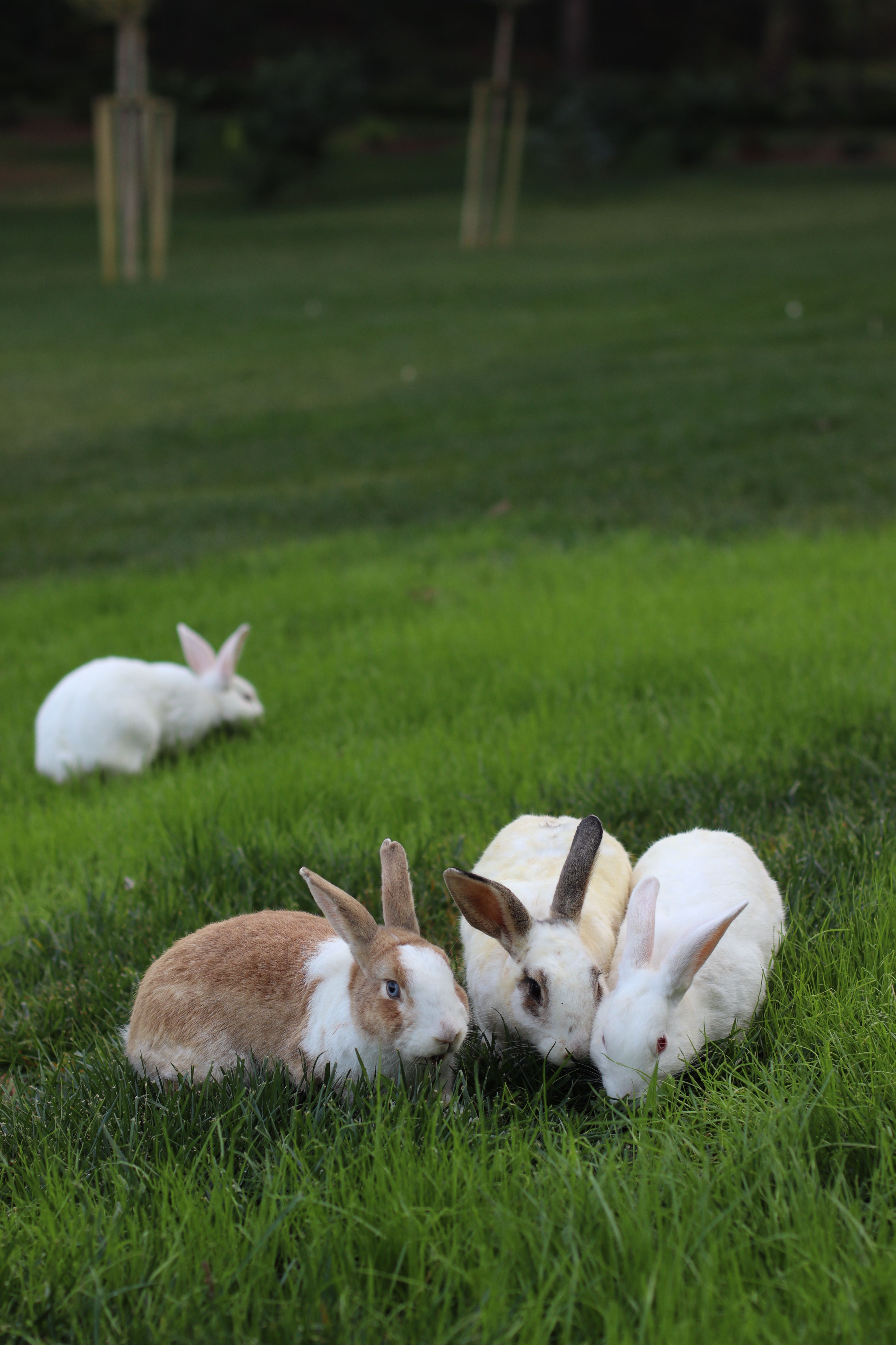 Photo of Four Bunnies on the Grass · Free Stock Photo