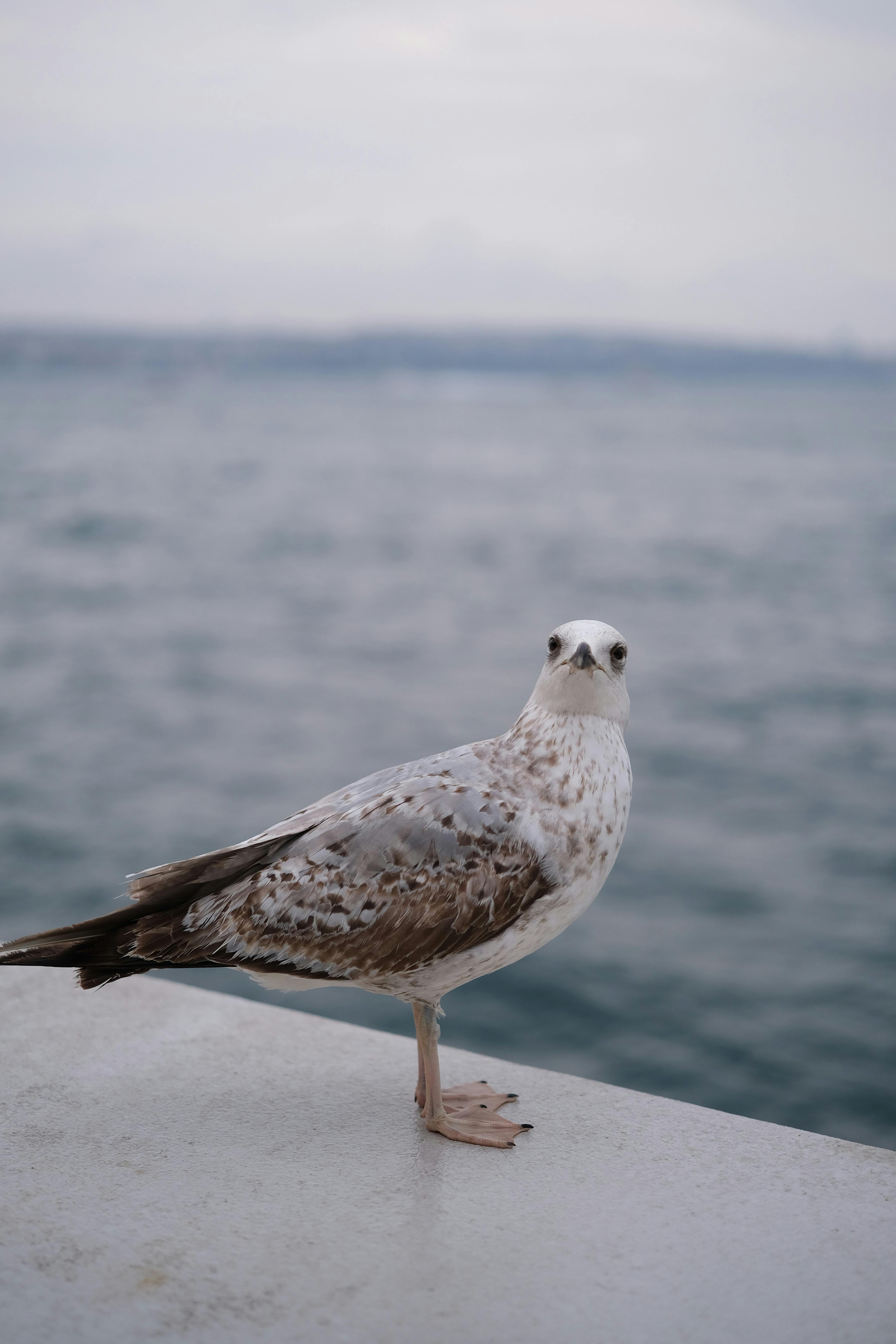 Ocean Dinosaurs Photos, Download The BEST Free Ocean Dinosaurs Stock ...