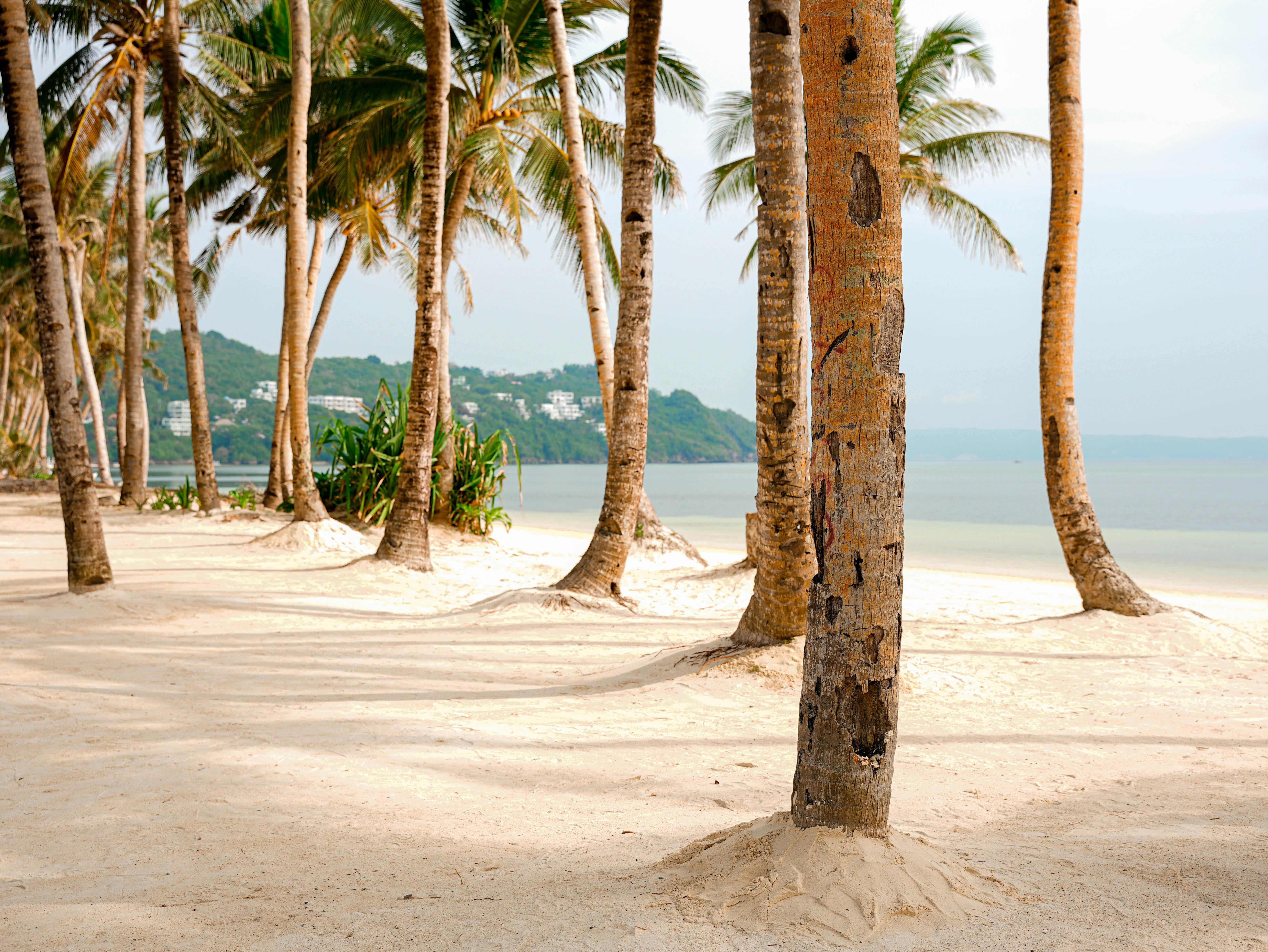 Coconut Palm Tree Near Sea · Free Stock Photo