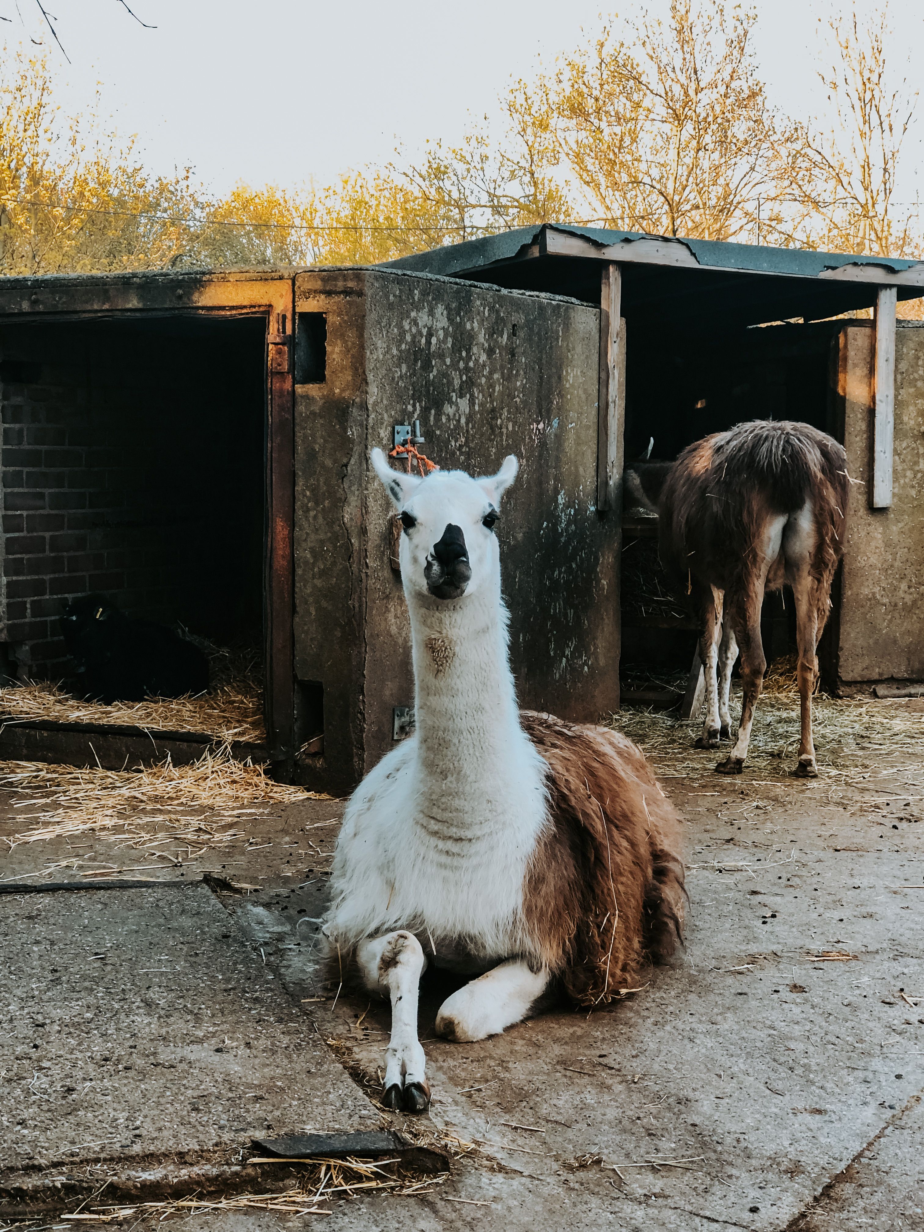 Llama Sitting on Ground on Farm · Free Stock Photo