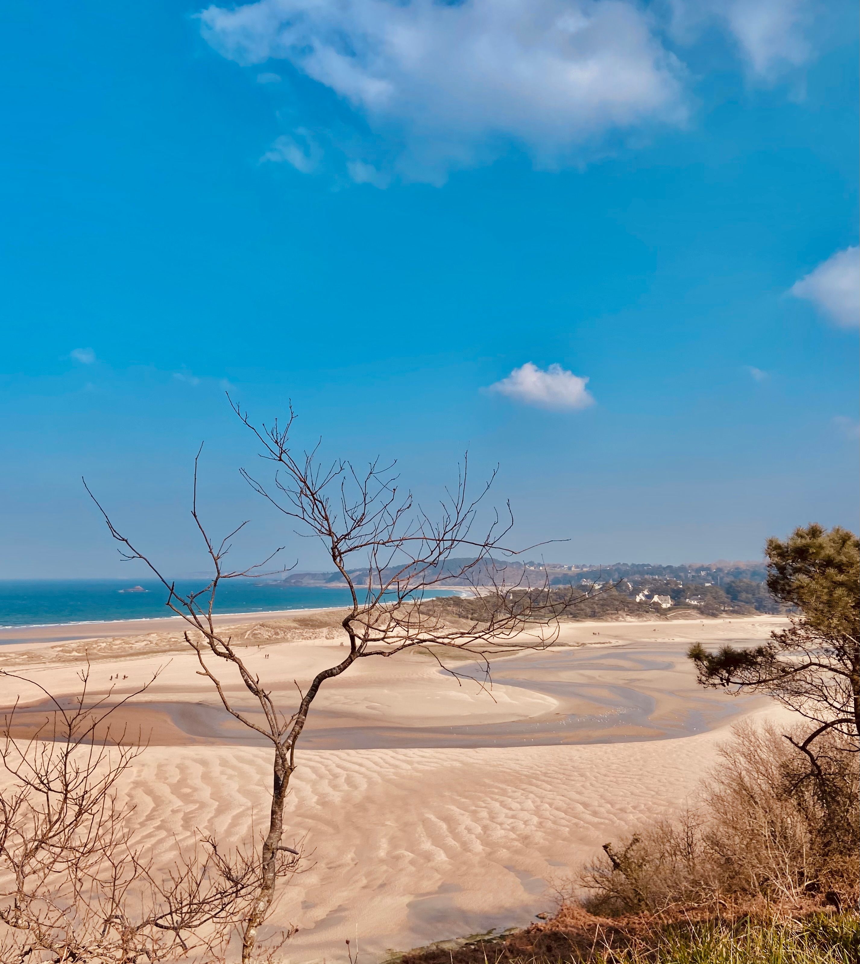 Arid Plants On a Dune at the Seaside · Free Stock Photo