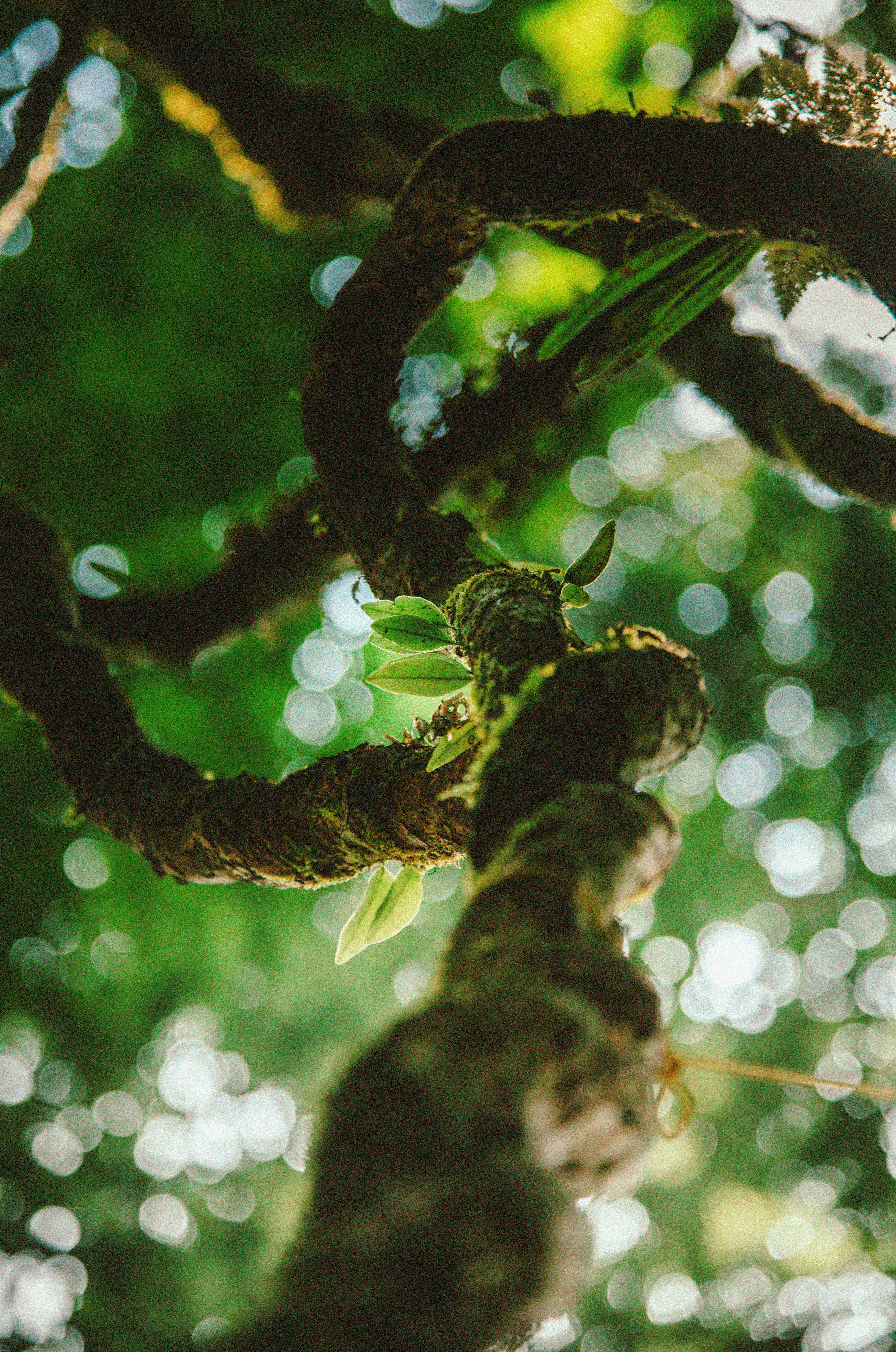 Close up of Tree Branches · Free Stock Photo