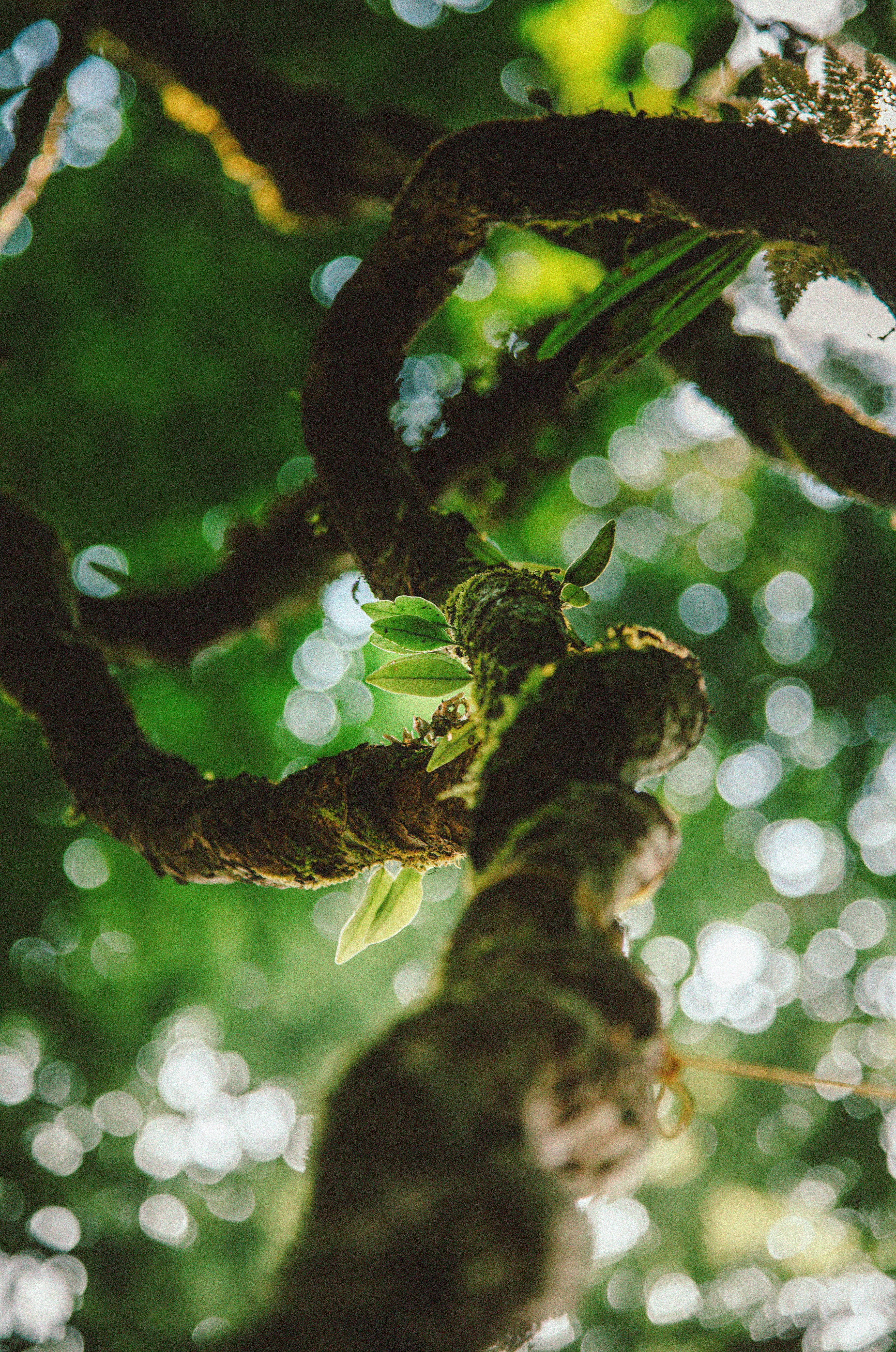 Close up of Tree Branches · Free Stock Photo