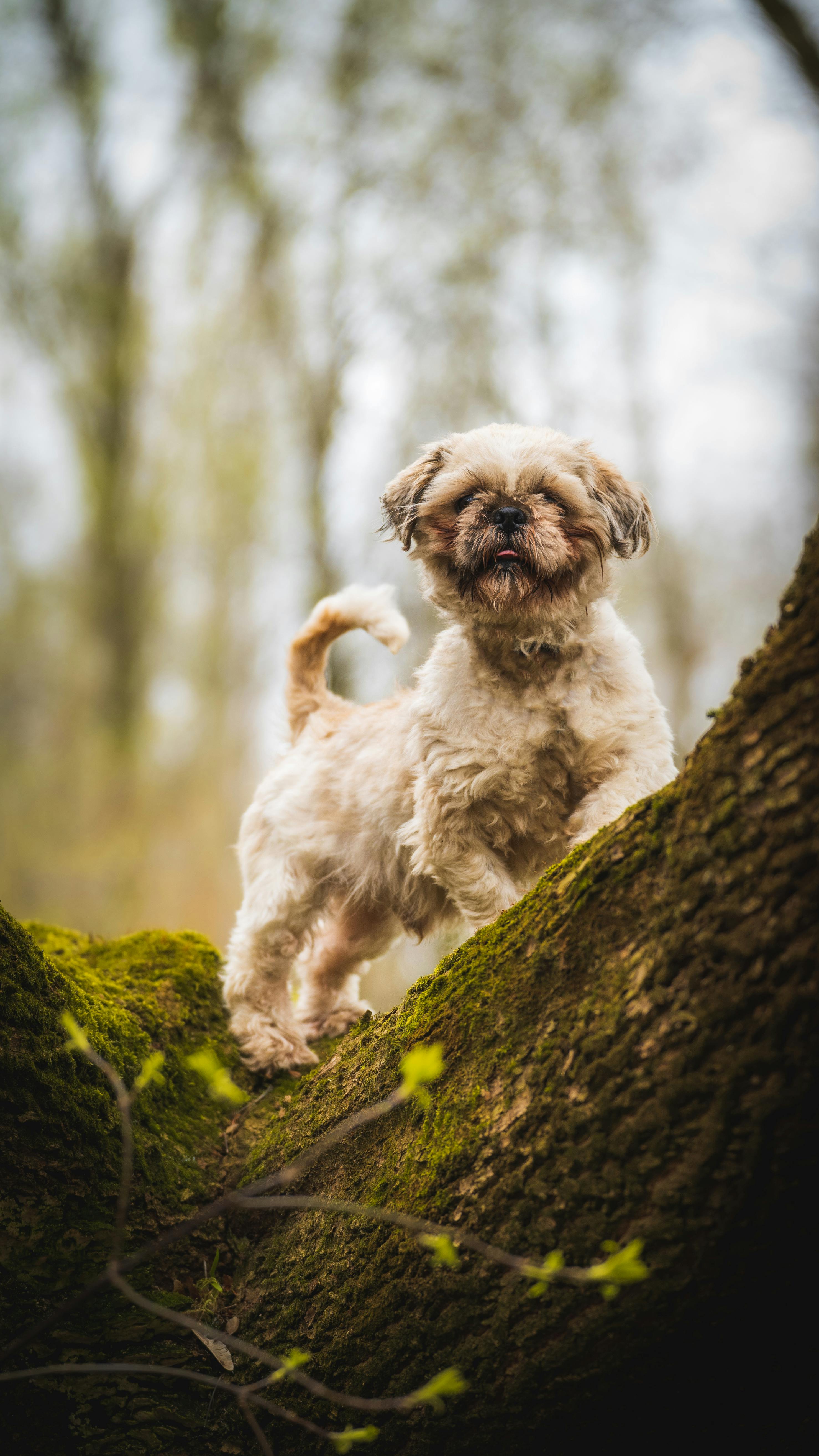 Dog Wood Tree Photos, Download The BEST Free Dog Wood Tree Stock Photos ...
