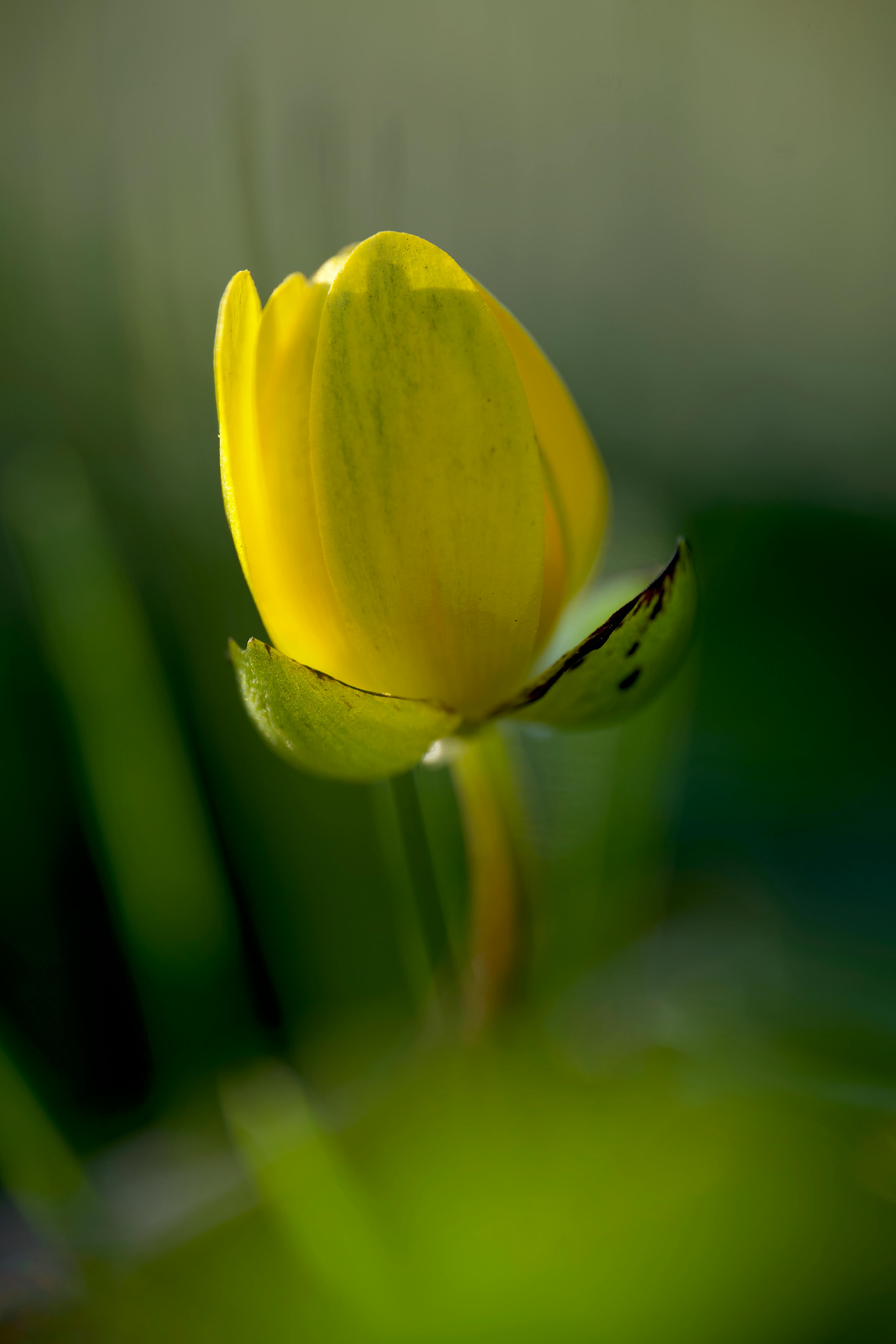 Tulip Flower Photos, Download The BEST Free Tulip Flower Stock Photos ...